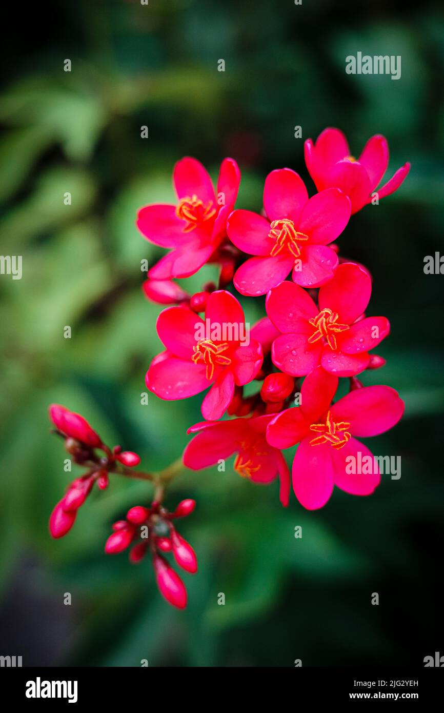 Selective focus on group of saturated red petal and yellow pollen ...
