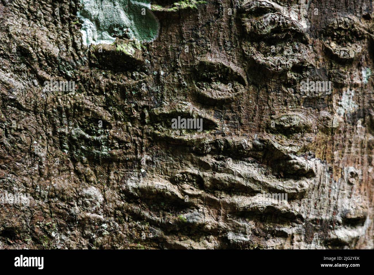 Nature surface of rough brown bark with textures of old trees in ...