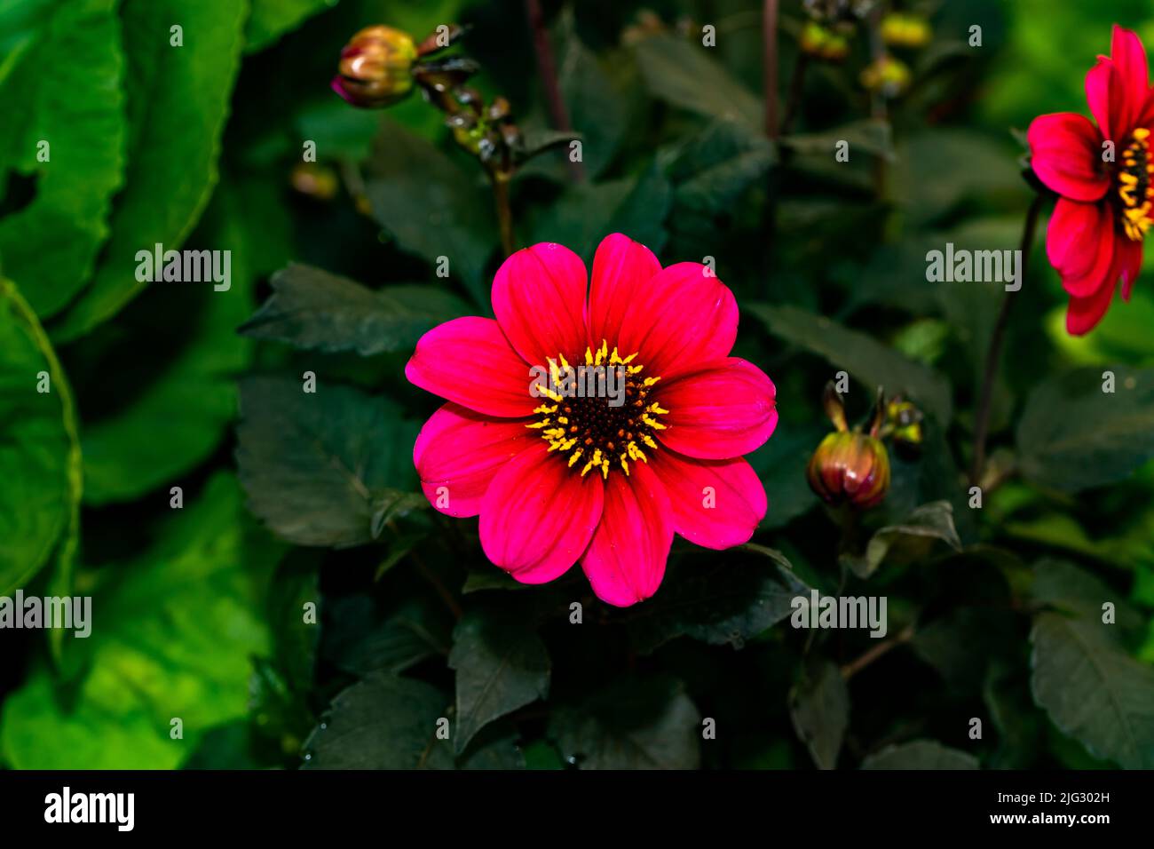 Pink Flower on display at RHS Hampton Court Palace Flower Festival ...
