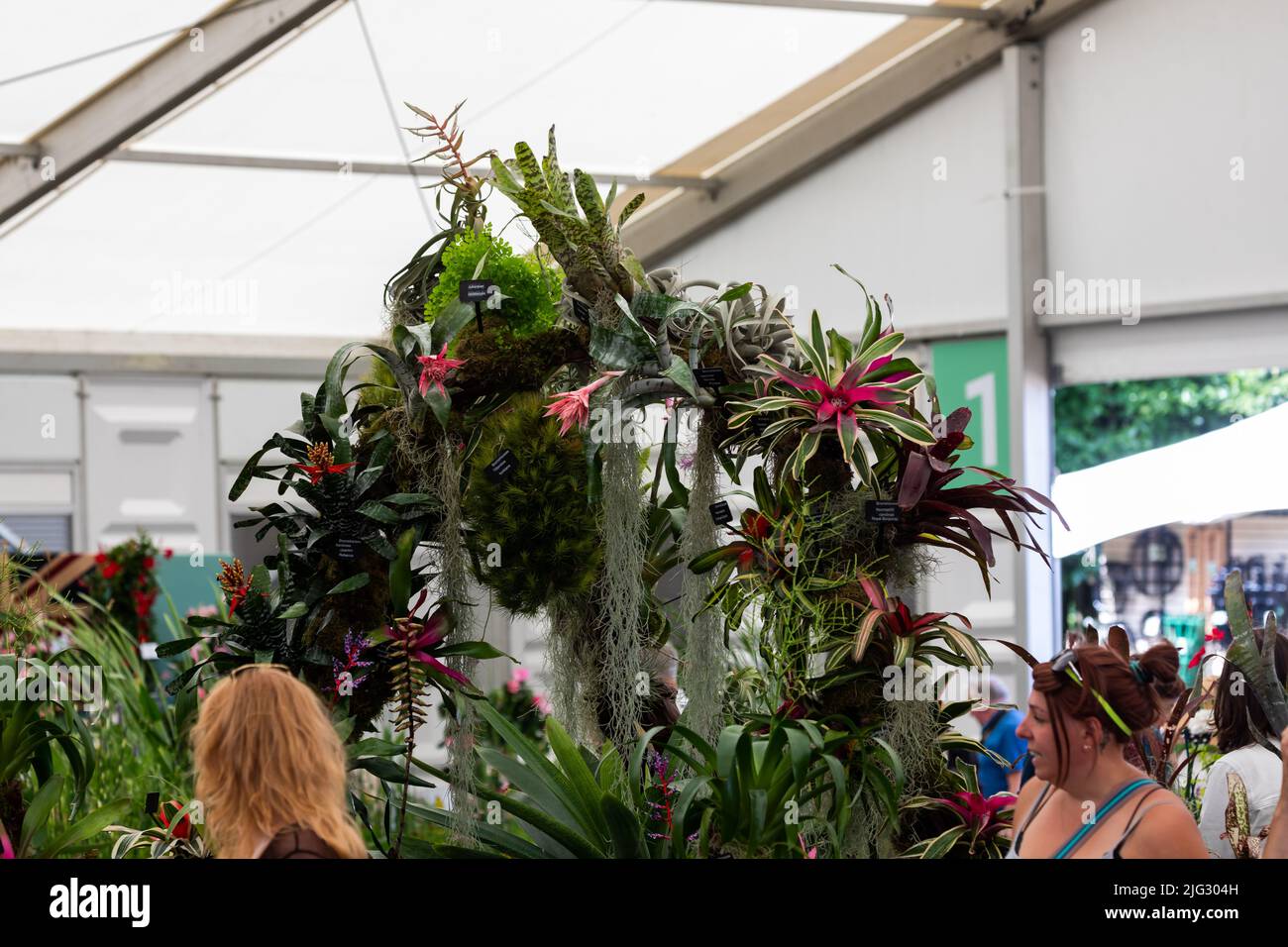 Tropical plant display at RHS Hampton Court Palace Flower Festival ...