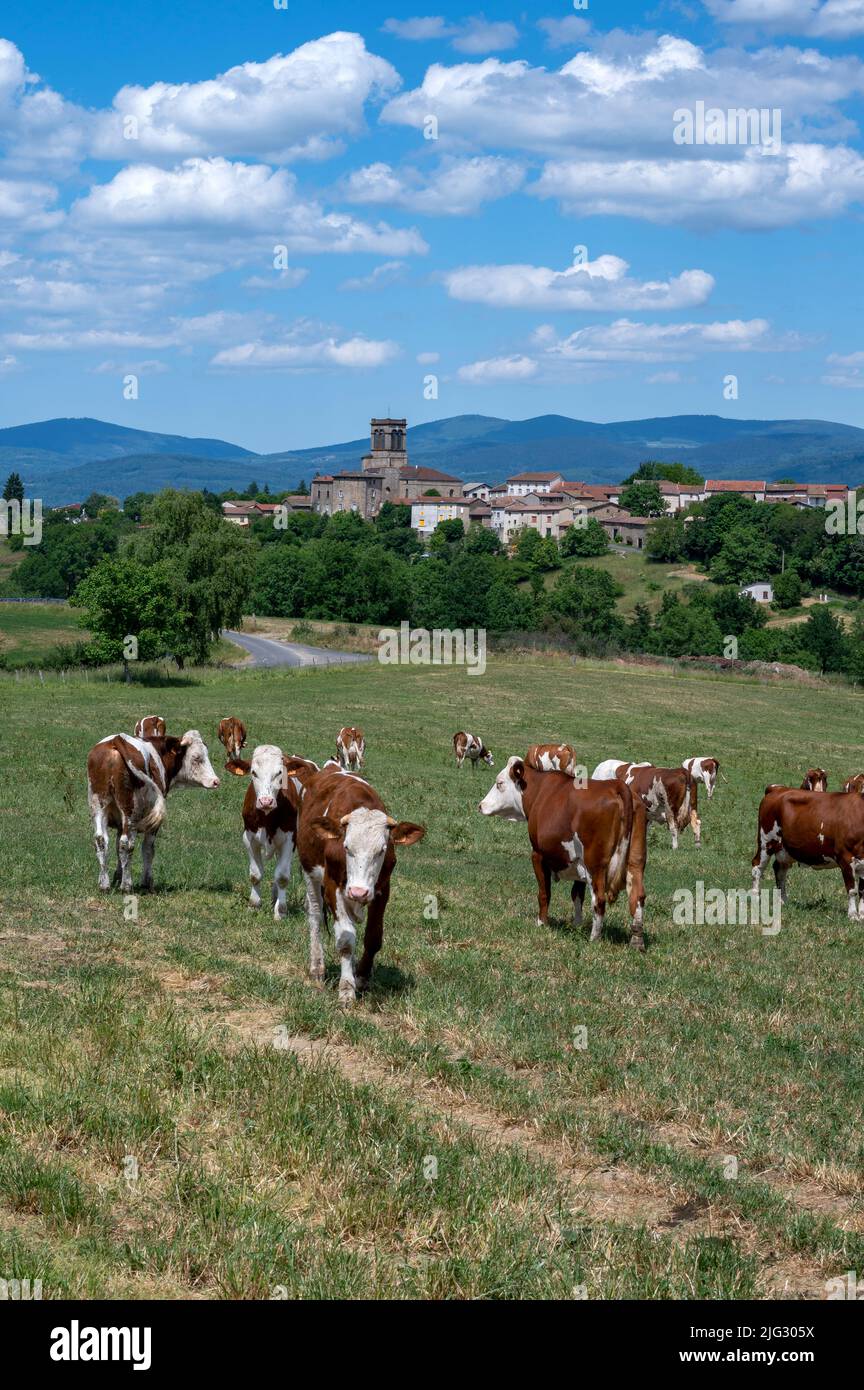 Cow herb in the rural spring landscape in the Puy-de-Dome department in ...