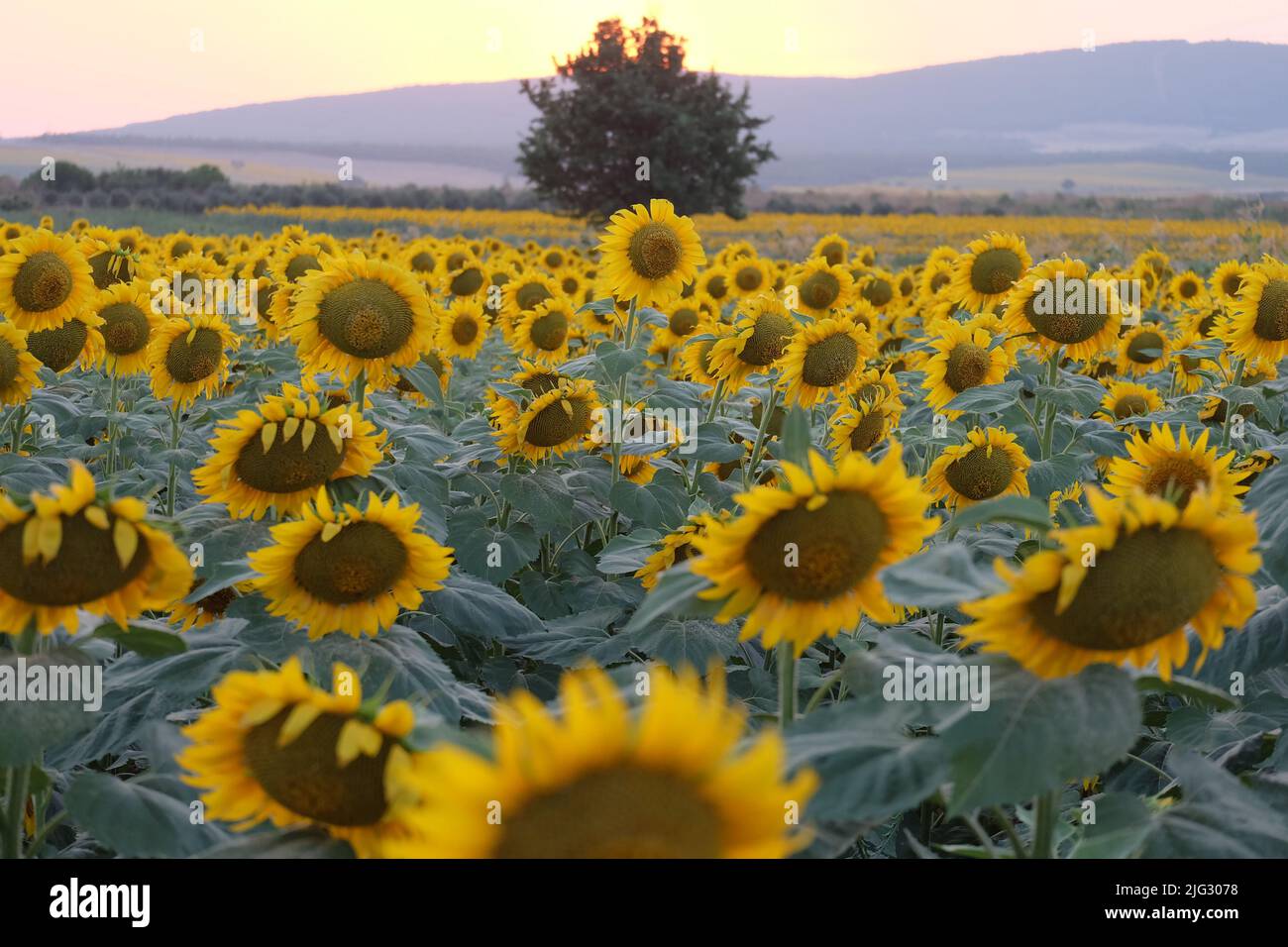 Sunflower field and tree Stock Photo - Alamy