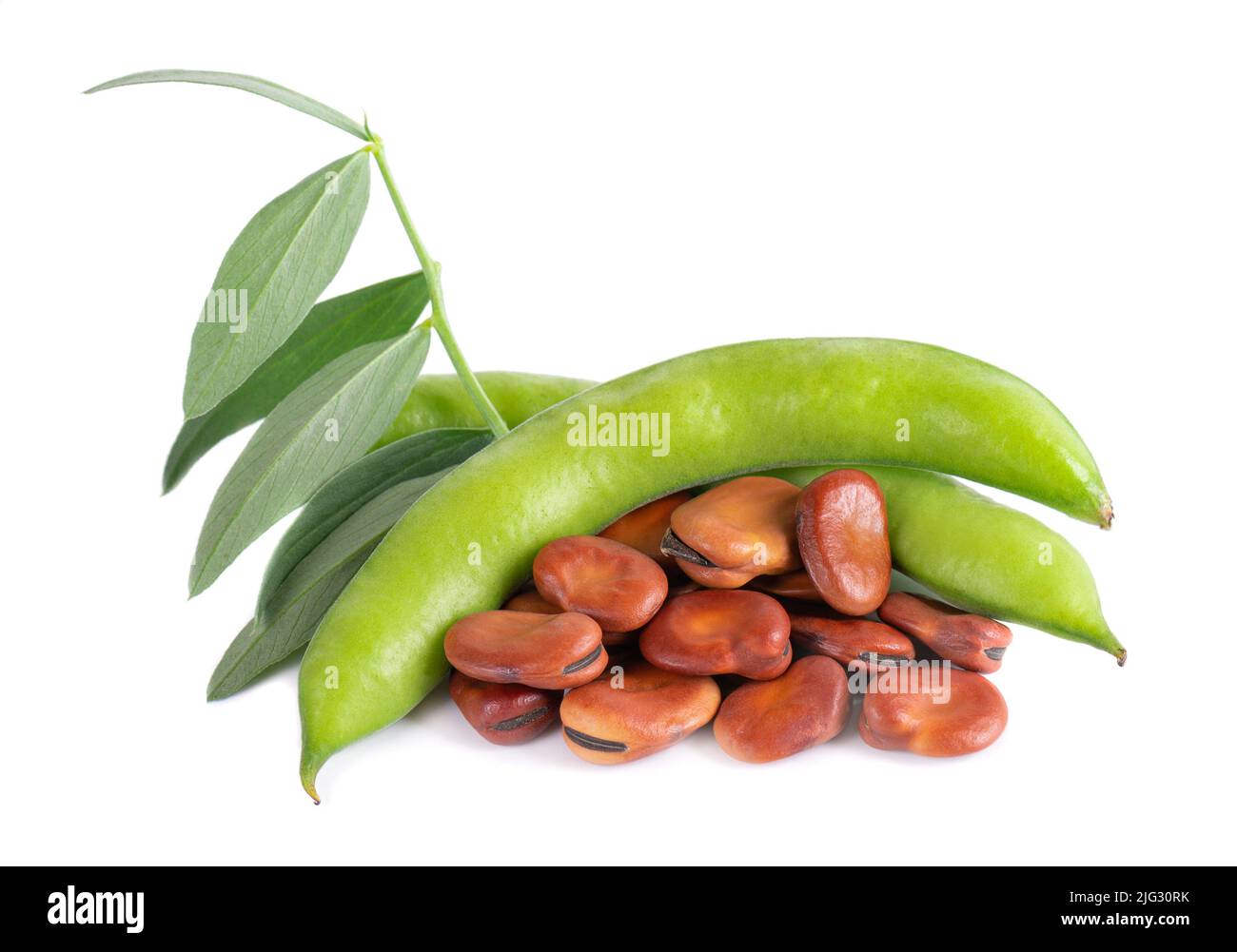 Fresh broad beans in pods with green leaf, isolated on white background ...