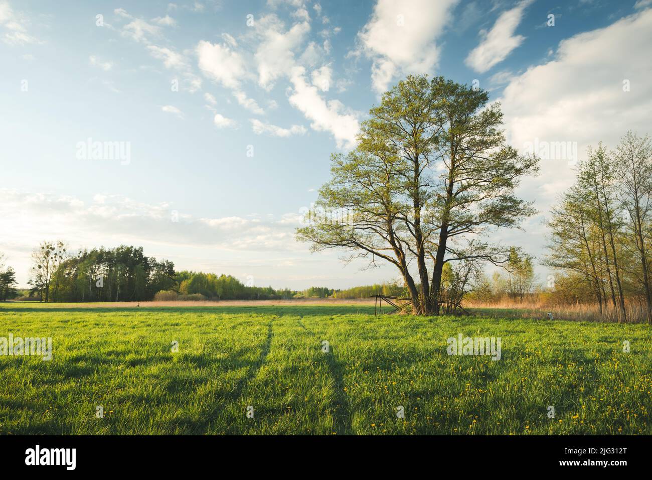 A tree with three trunks growing in a meadow Stock Photo - Alamy