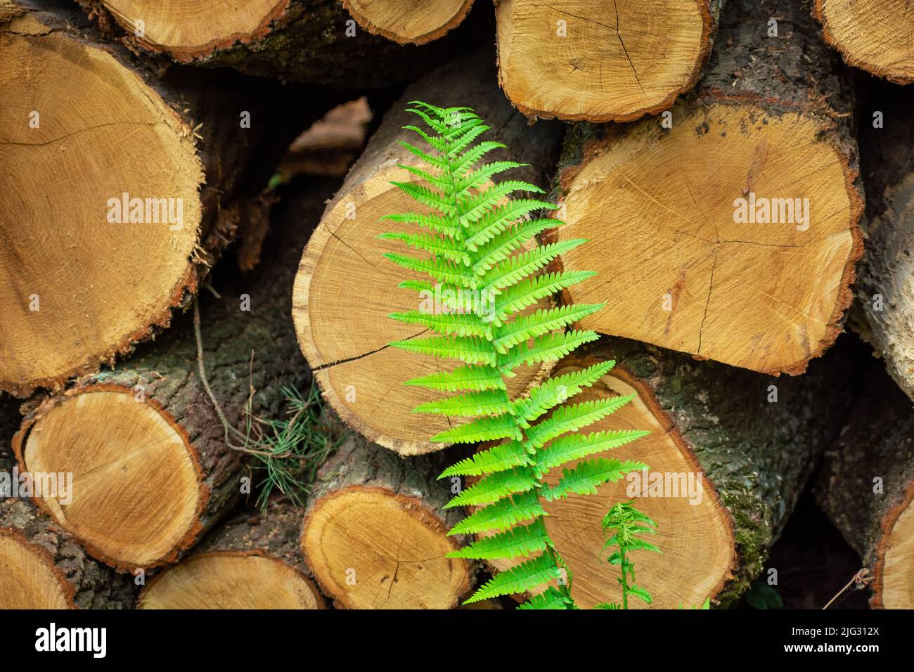Green fern leaf against the background of tree logs Stock Photo - Alamy