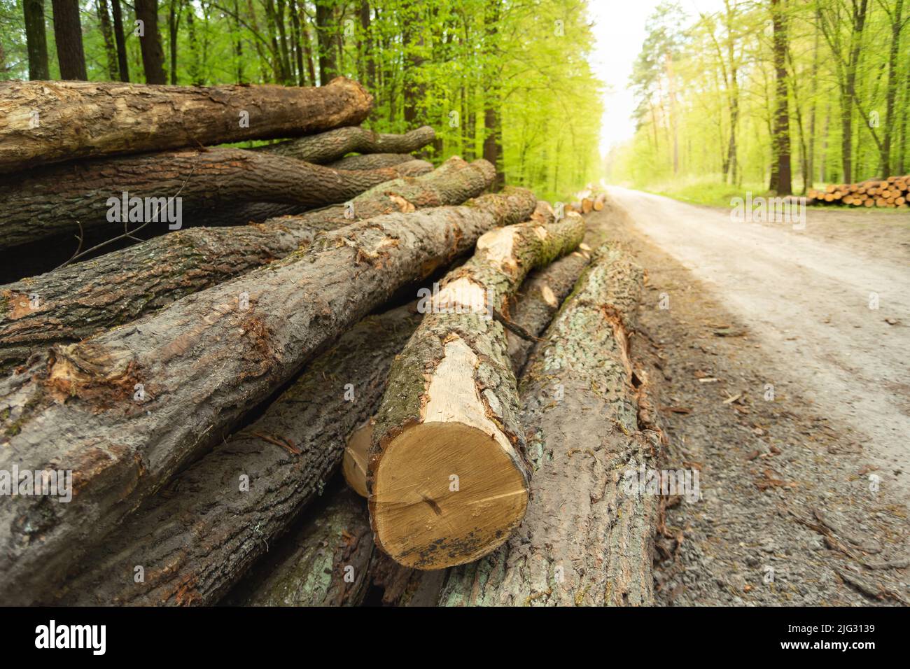 Tree trunks lying by the road in the forest Stock Photo - Alamy
