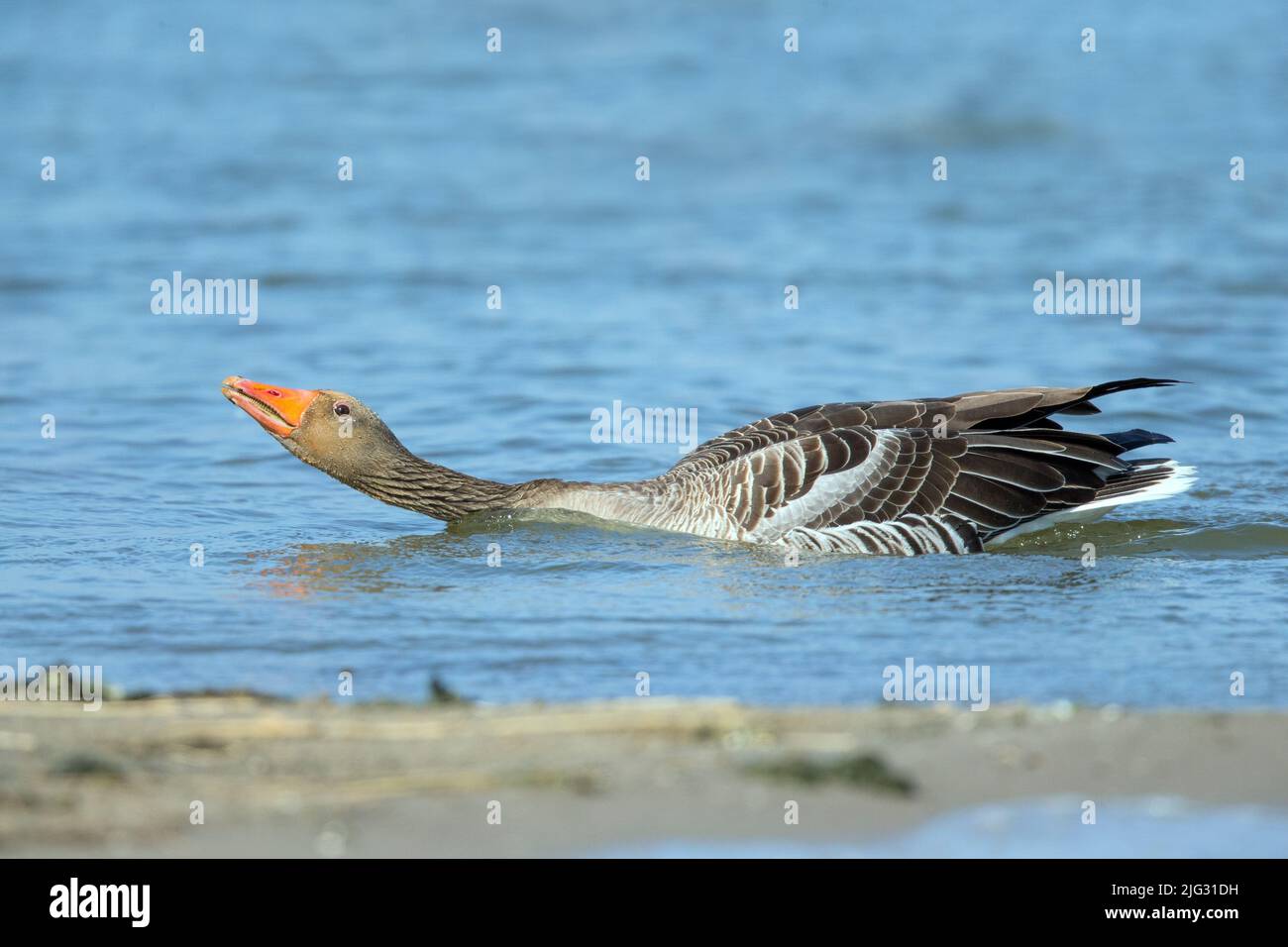 greylag goose (Anser anser), mating in the water, side view, Germany Stock Photo - Alamy