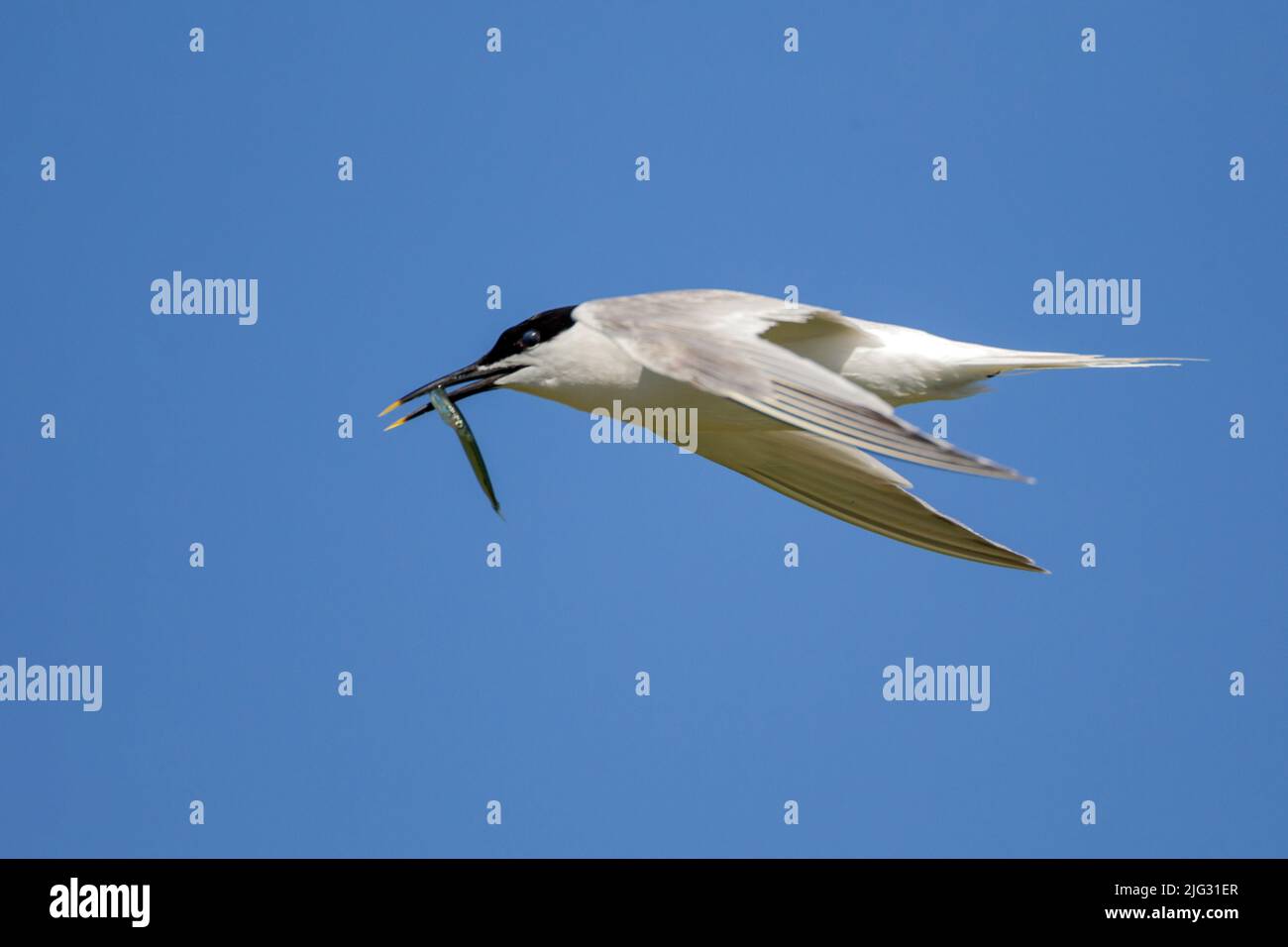 sandwich tern (Sterna sandvicensis, Thalasseus sandvicensis), flying ...