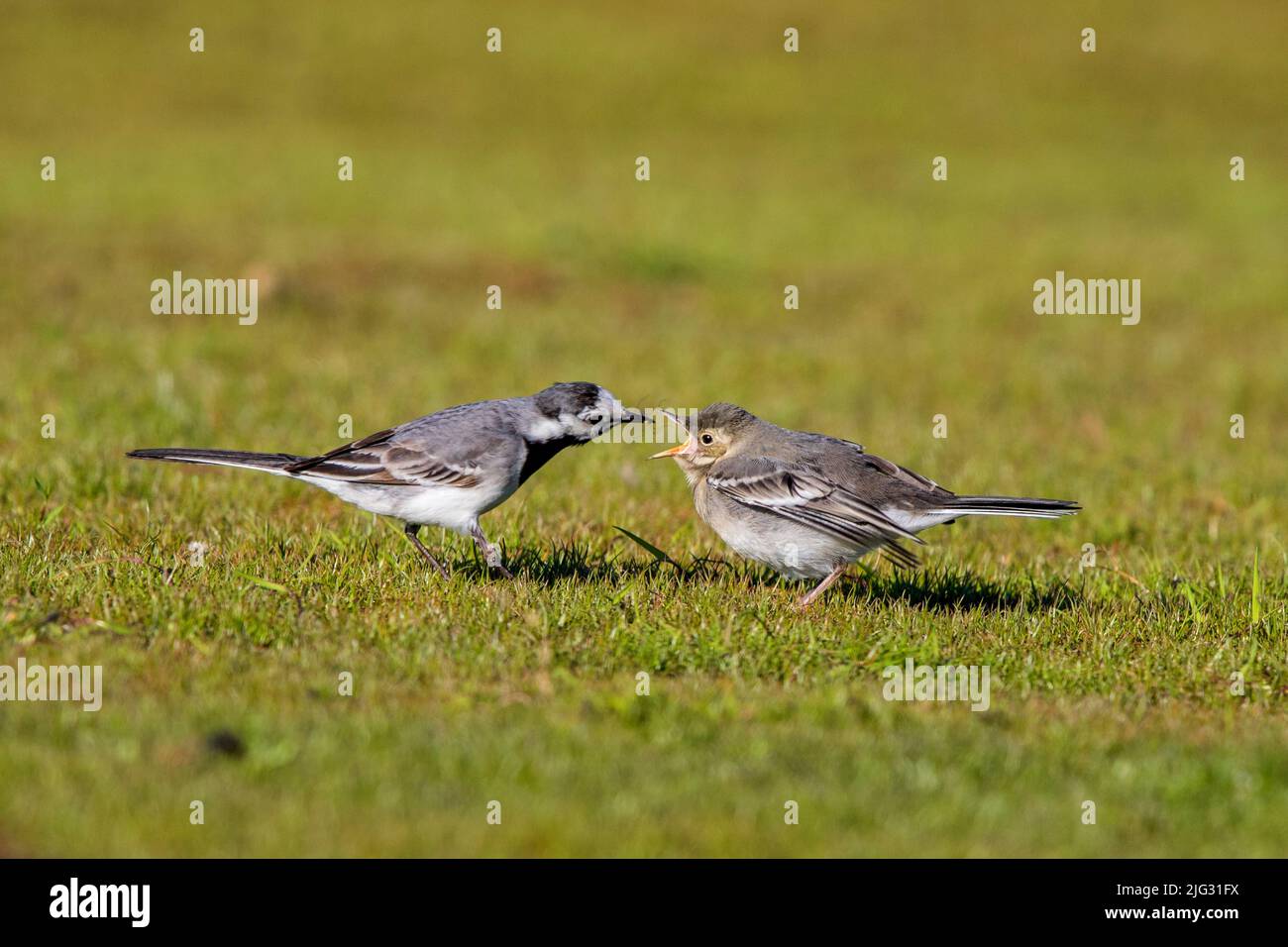 wagtail, white wagtail (Motacilla alba), feeding young bird in a meadow ...
