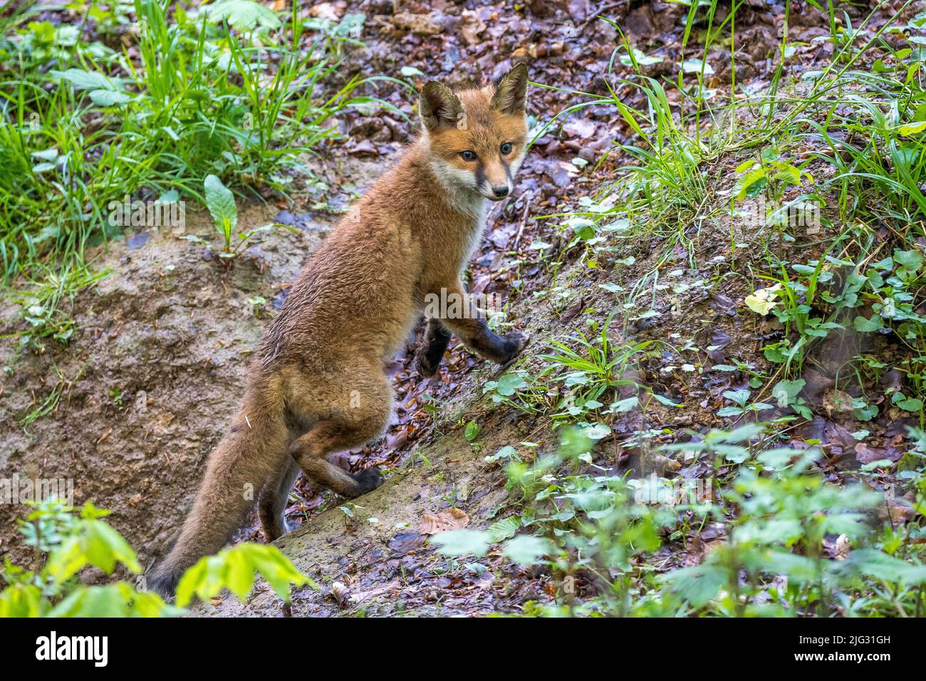 red fox (Vulpes vulpes), fox cub walking up a slope, side view, Germany ...
