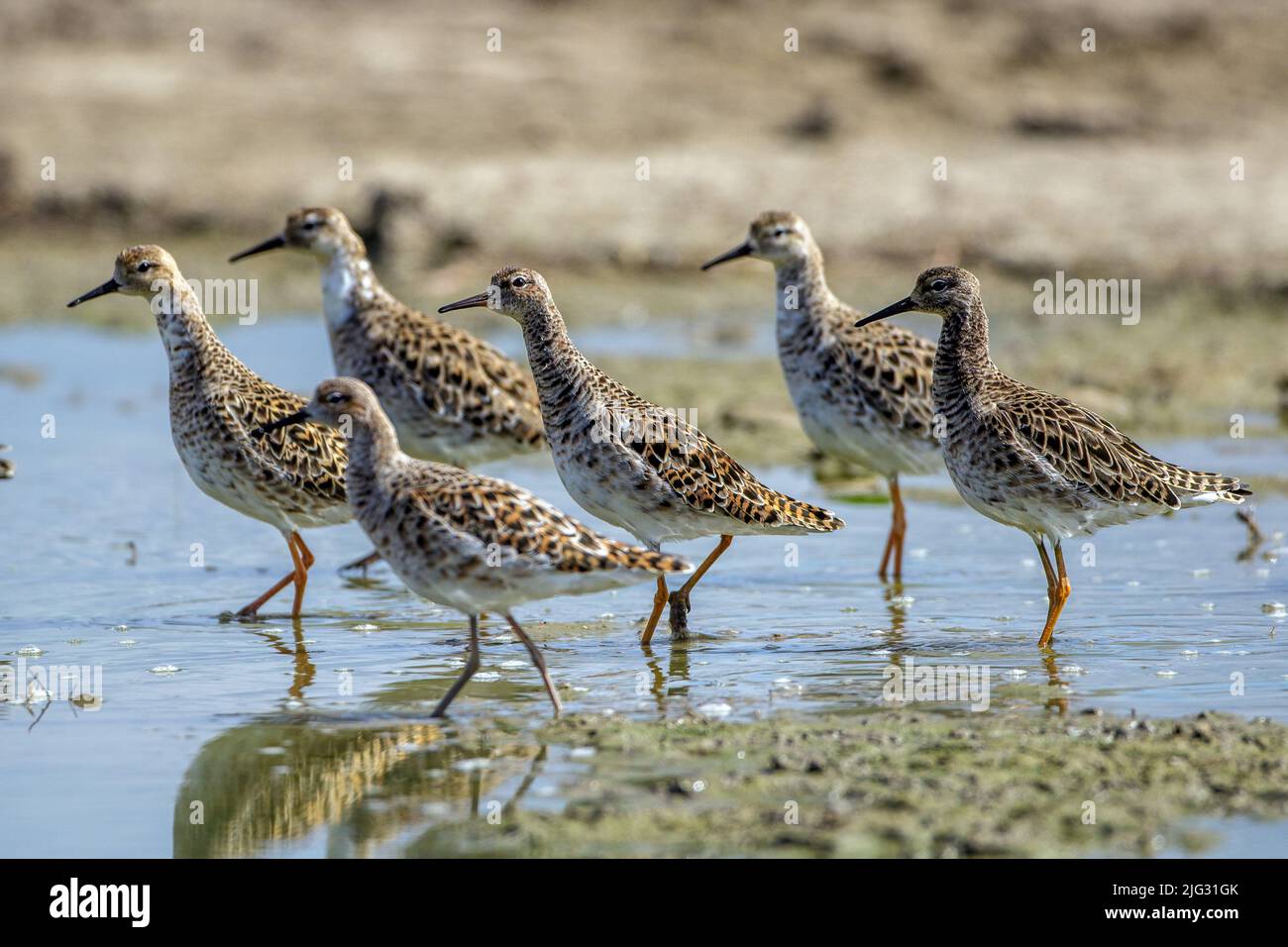 ruff (Philomachus pugnax), troop walking in shallow water, side view ...