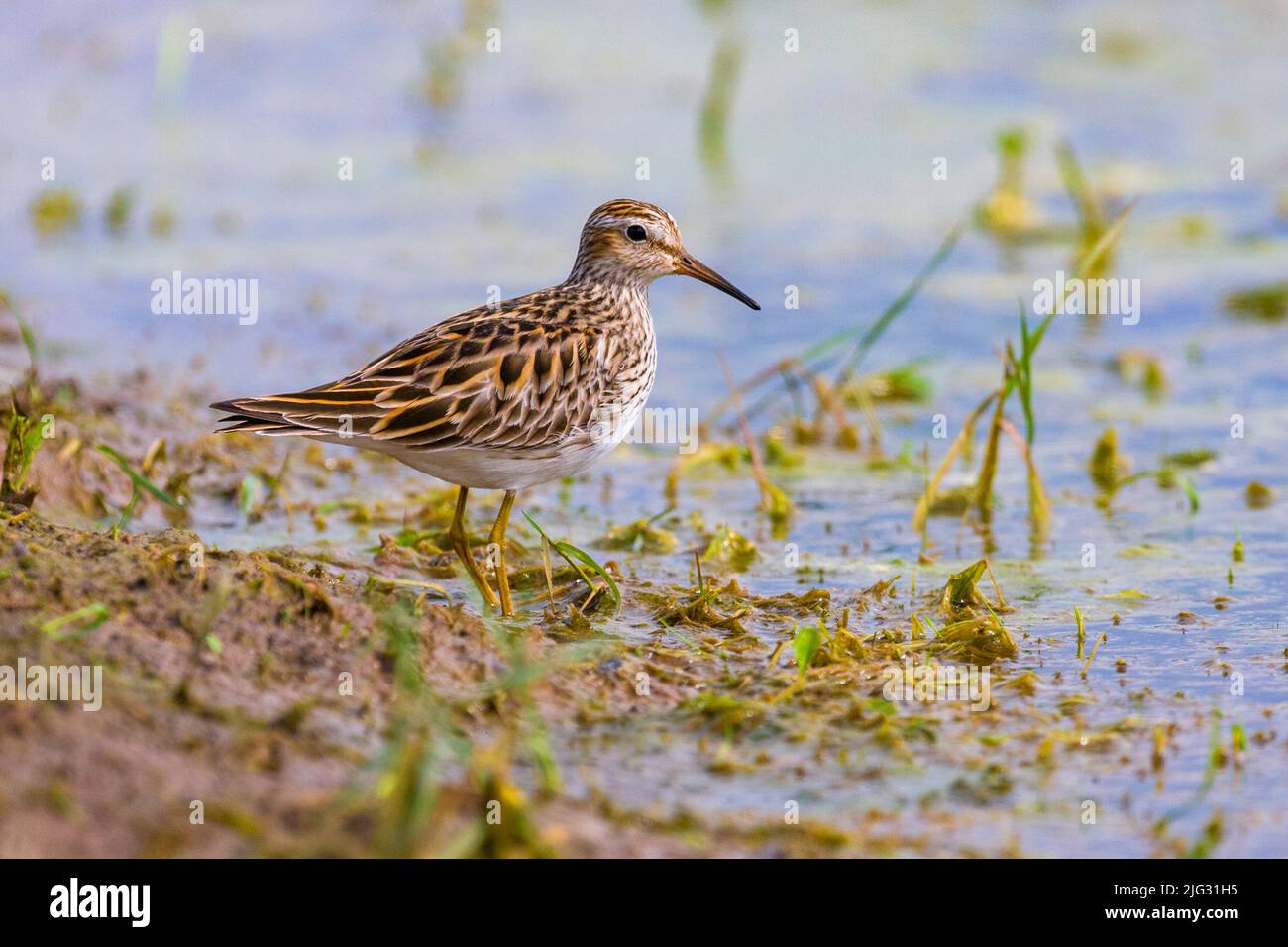 Pectoral sandpiper europe hi-res stock photography and images - Alamy