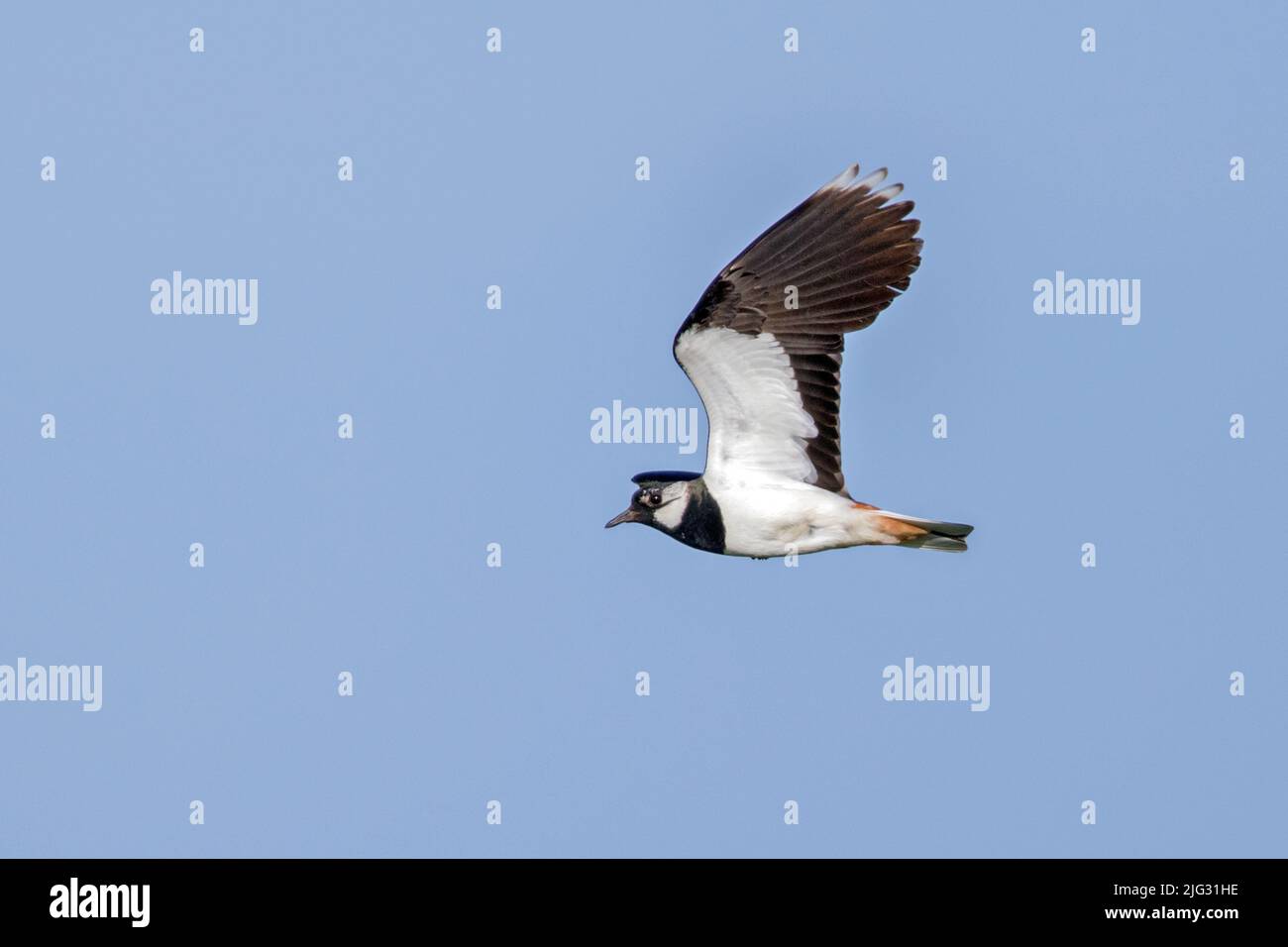 northern lapwing (Vanellus vanellus), in flight in the blue sky, side ...
