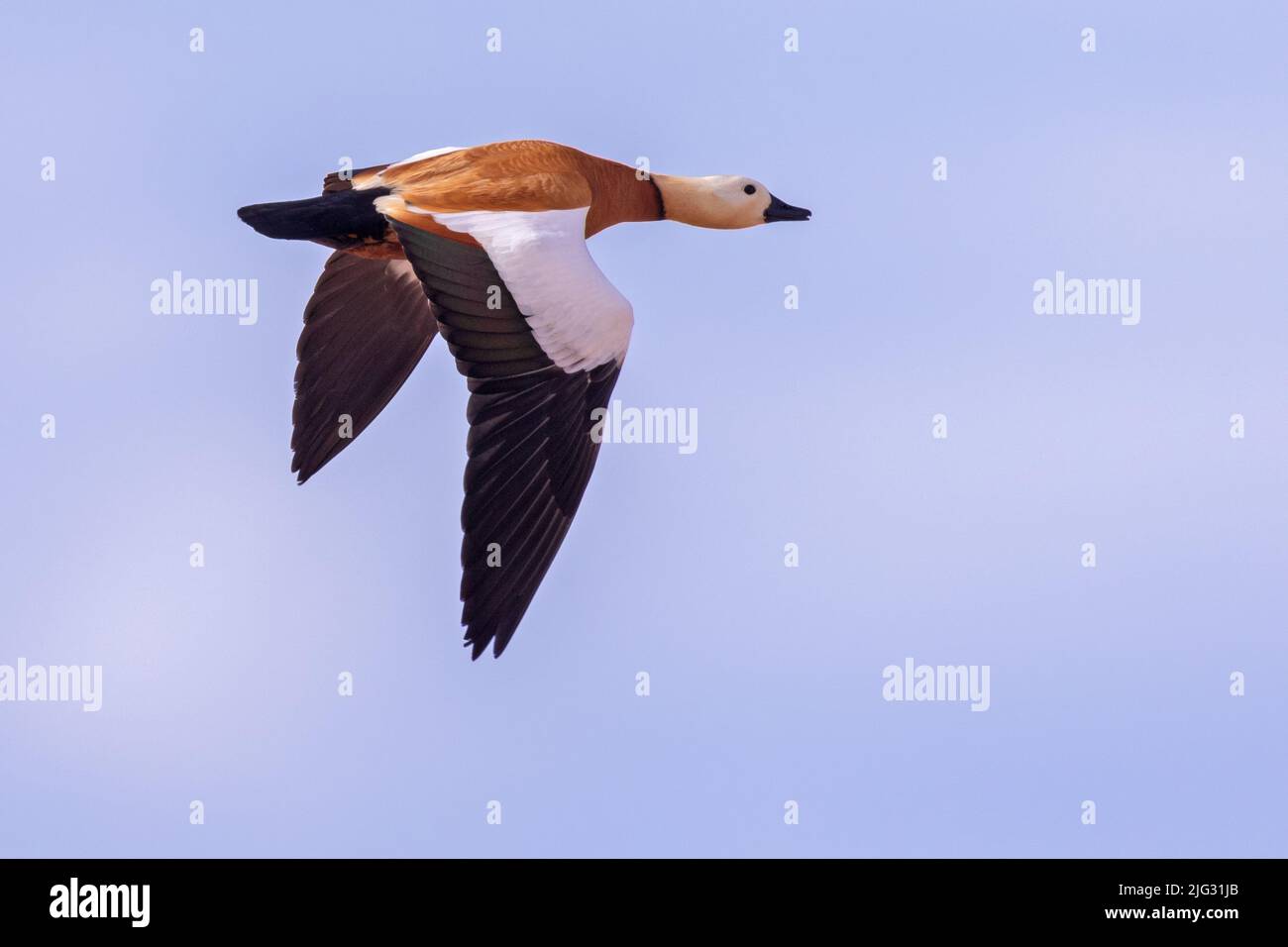 African shelducks hi-res stock photography and images - Alamy