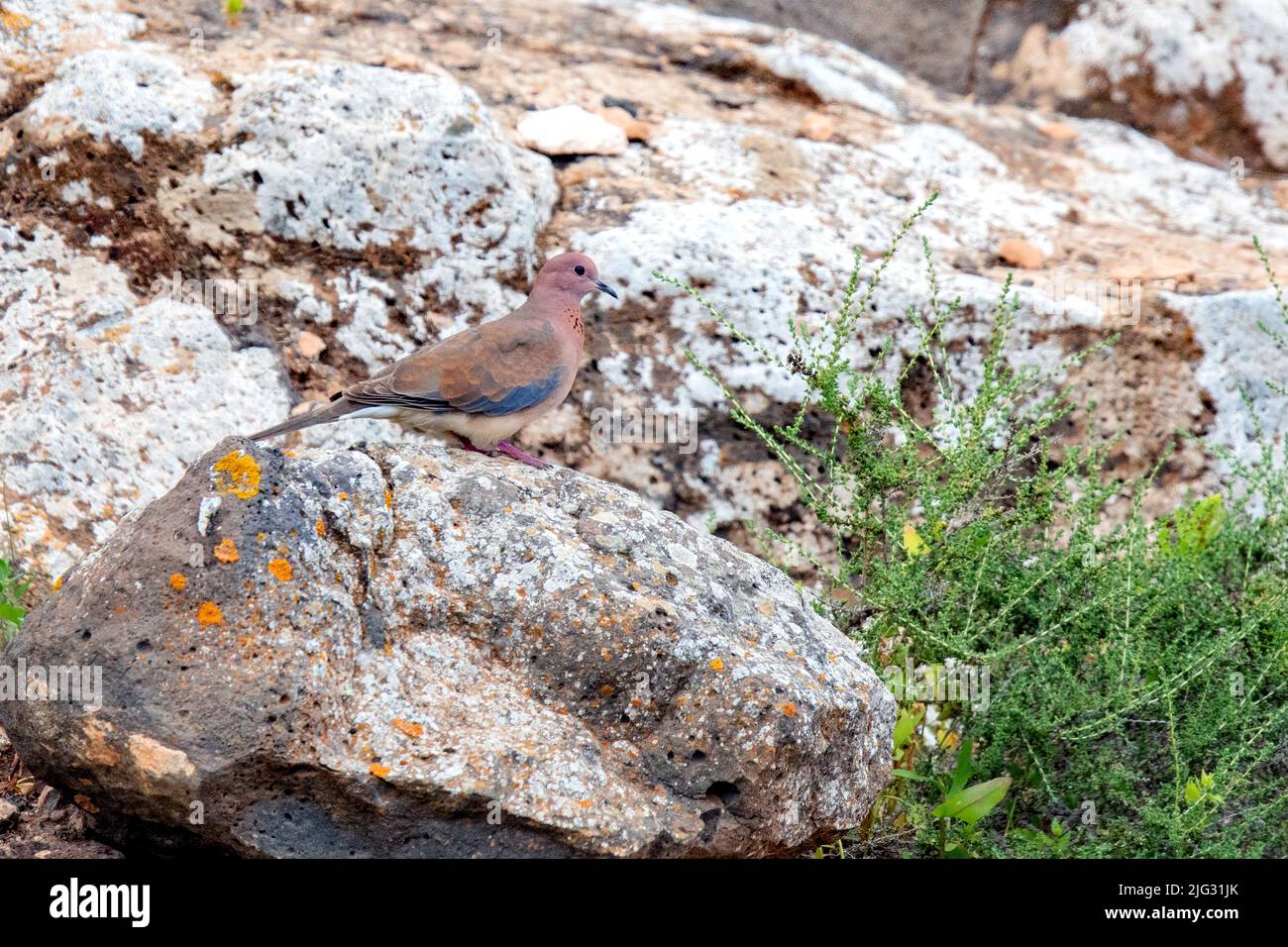 laughing dove (Streptopelia senegalensis, Spilopelia senegalensis ...