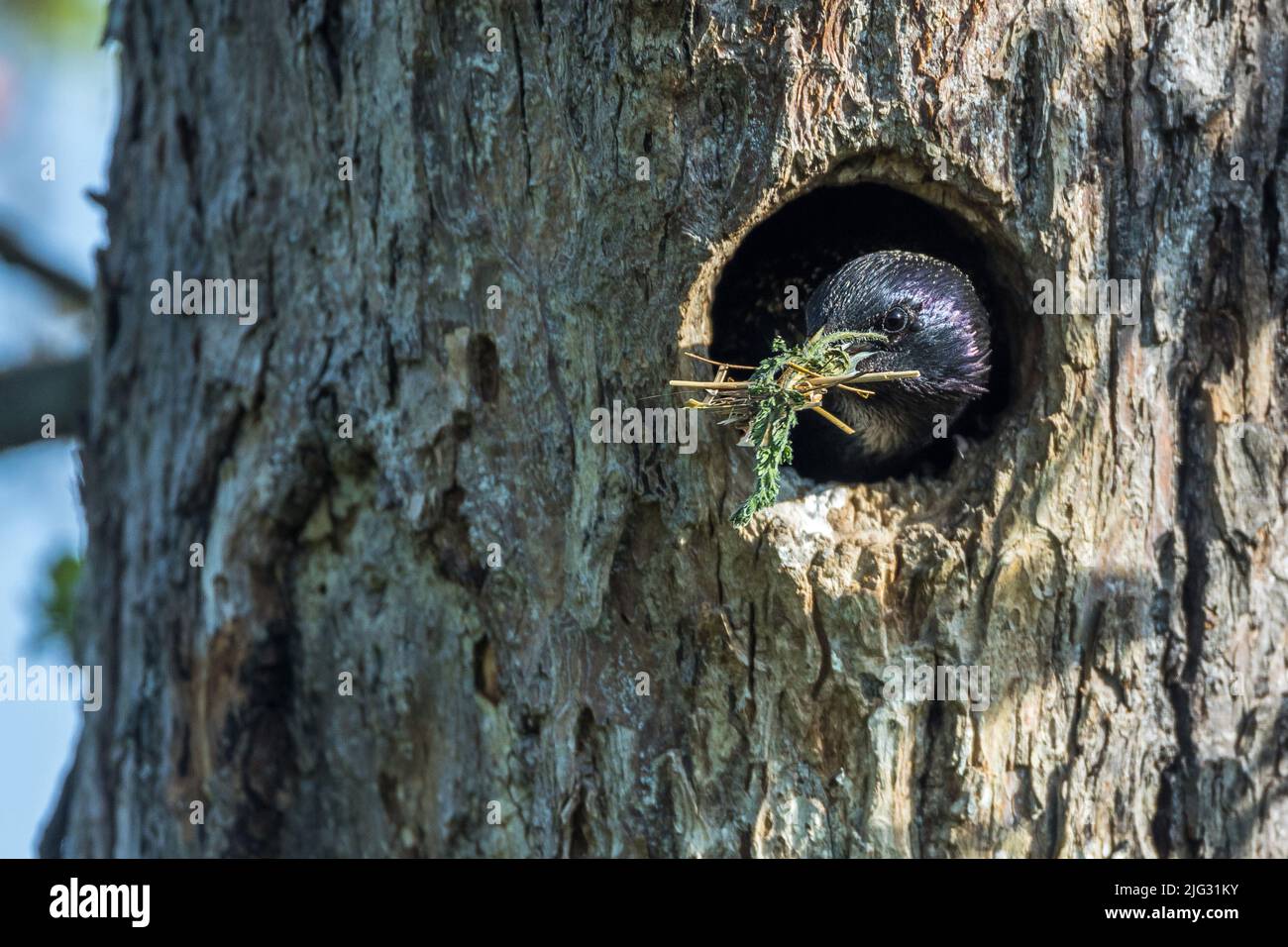 common starling (Sturnus vulgaris), carrying nesting material from a ...