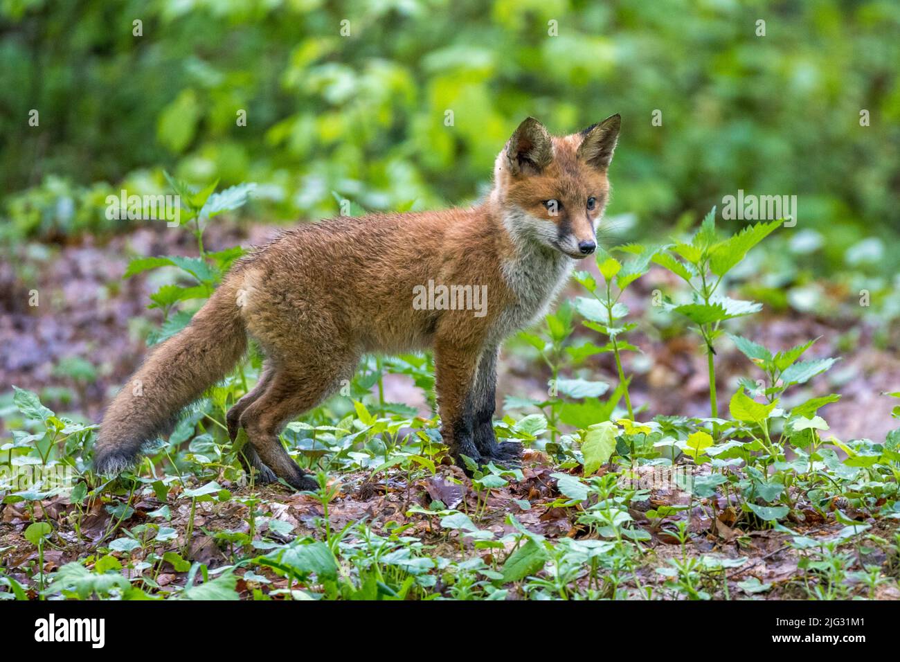 red fox (Vulpes vulpes), fox cub standing on forest ground, side view ...