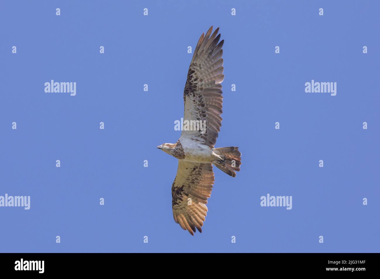 Australian hawks hi-res stock photography and images - Alamy