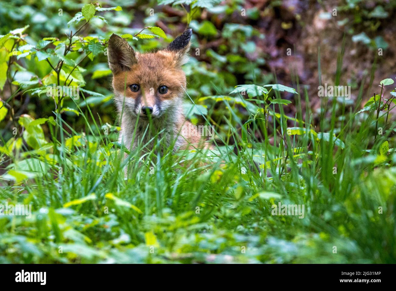 red fox (Vulpes vulpes), fox cub sitting on grass, front view, Germany ...