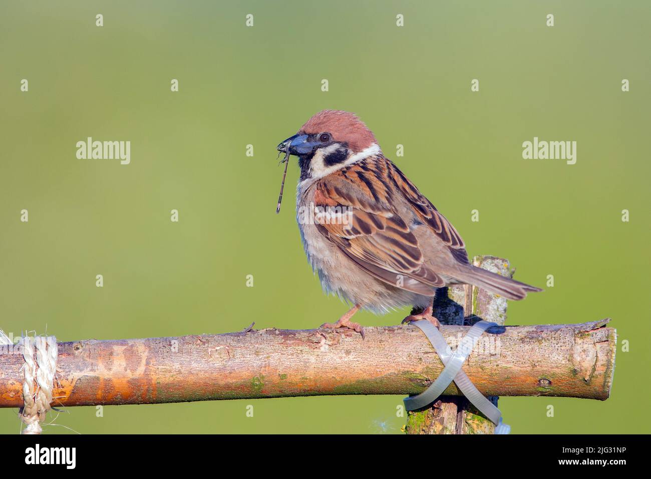 Eurasian Tree Sparrow Passer Montanus With Nesting Material In The