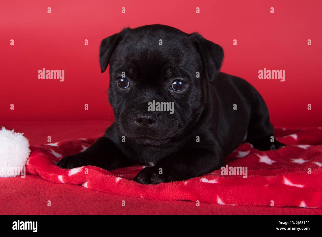 Black female American Staffordshire Terrier dog or AmStaff puppy on red ...