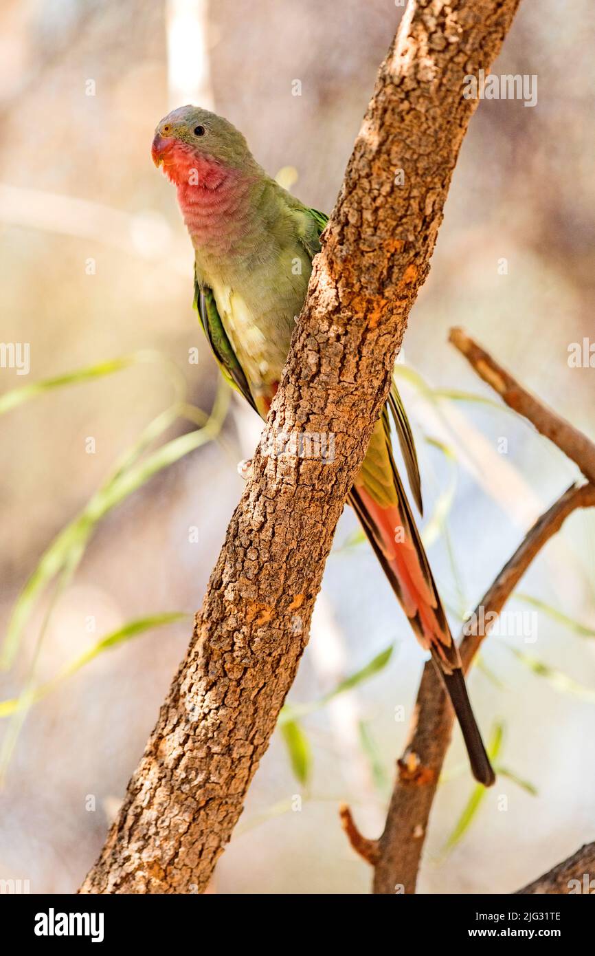 Princess parrot hi-res stock photography and images - Alamy
