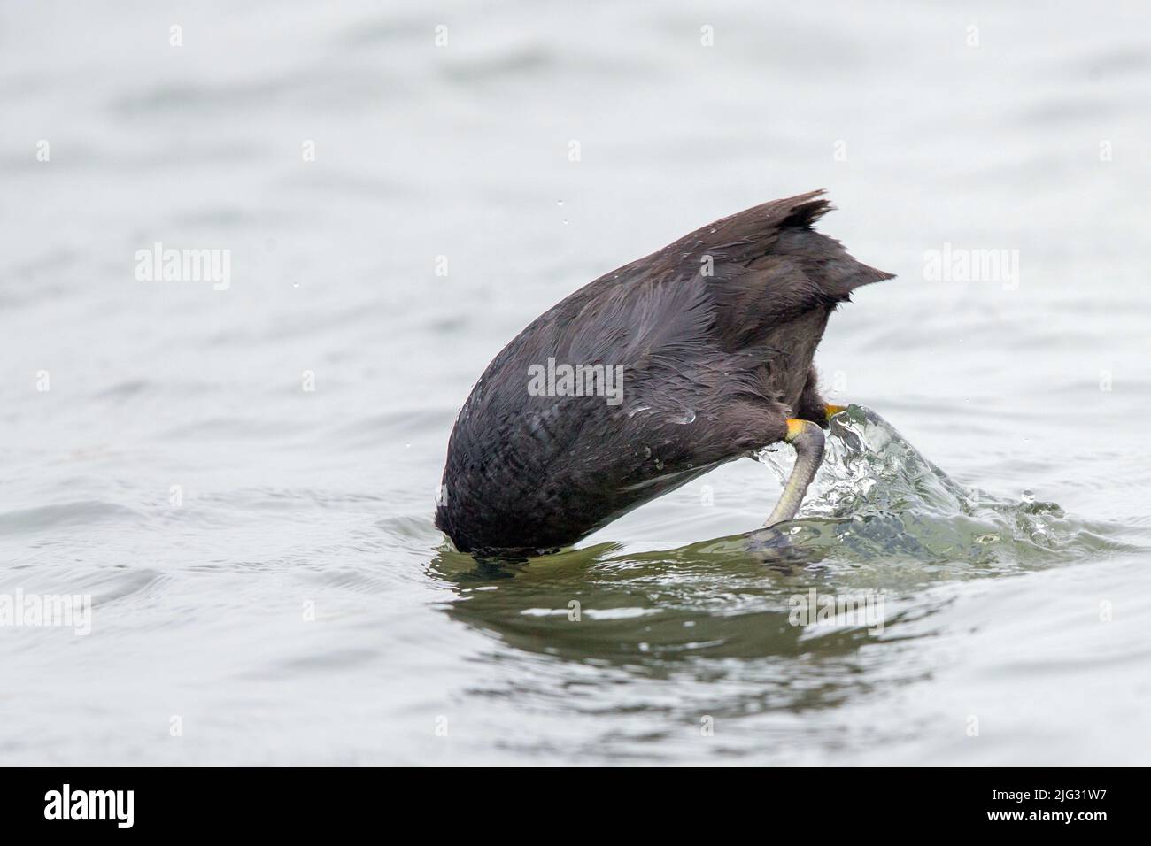 black coot (Fulica atra), submerging headlong into the water, side view ...