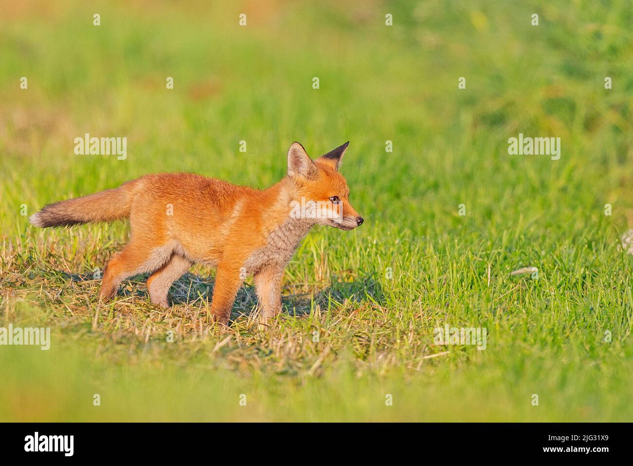 red fox (Vulpes vulpes), fox pup standing in a meadow, side view, Germany Stock Photo - Alamy