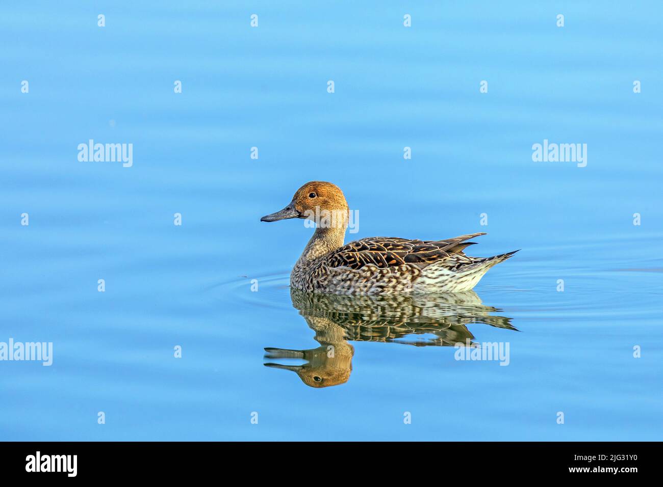 northern pintail (Anas acuta), swimming female, side view, Germany ... northern pintail (Anas acuta), swimming female, side view, Germany ...