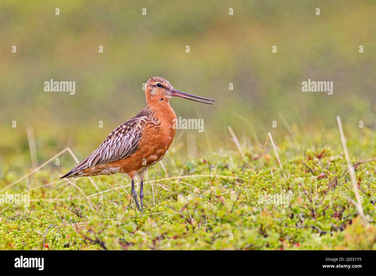 bar-tailed godwit (Limosa lapponica), calls, with breeding plumage ...