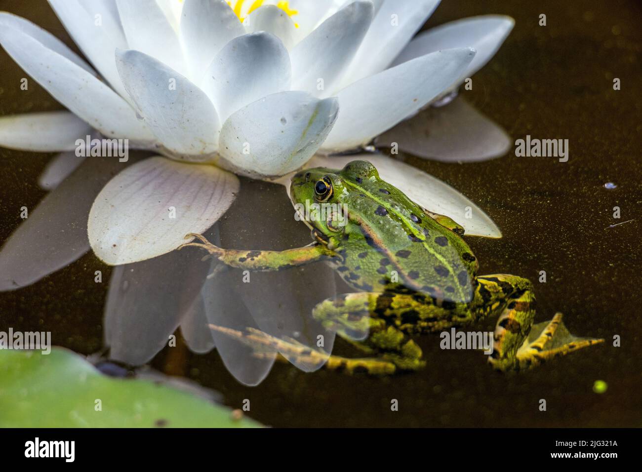 European edible frog, common edible frog (Rana kl. esculenta, Rana ...