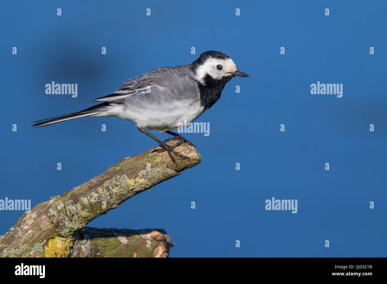 wagtail, white wagtail (Motacilla alba), perching on a broken branch ...