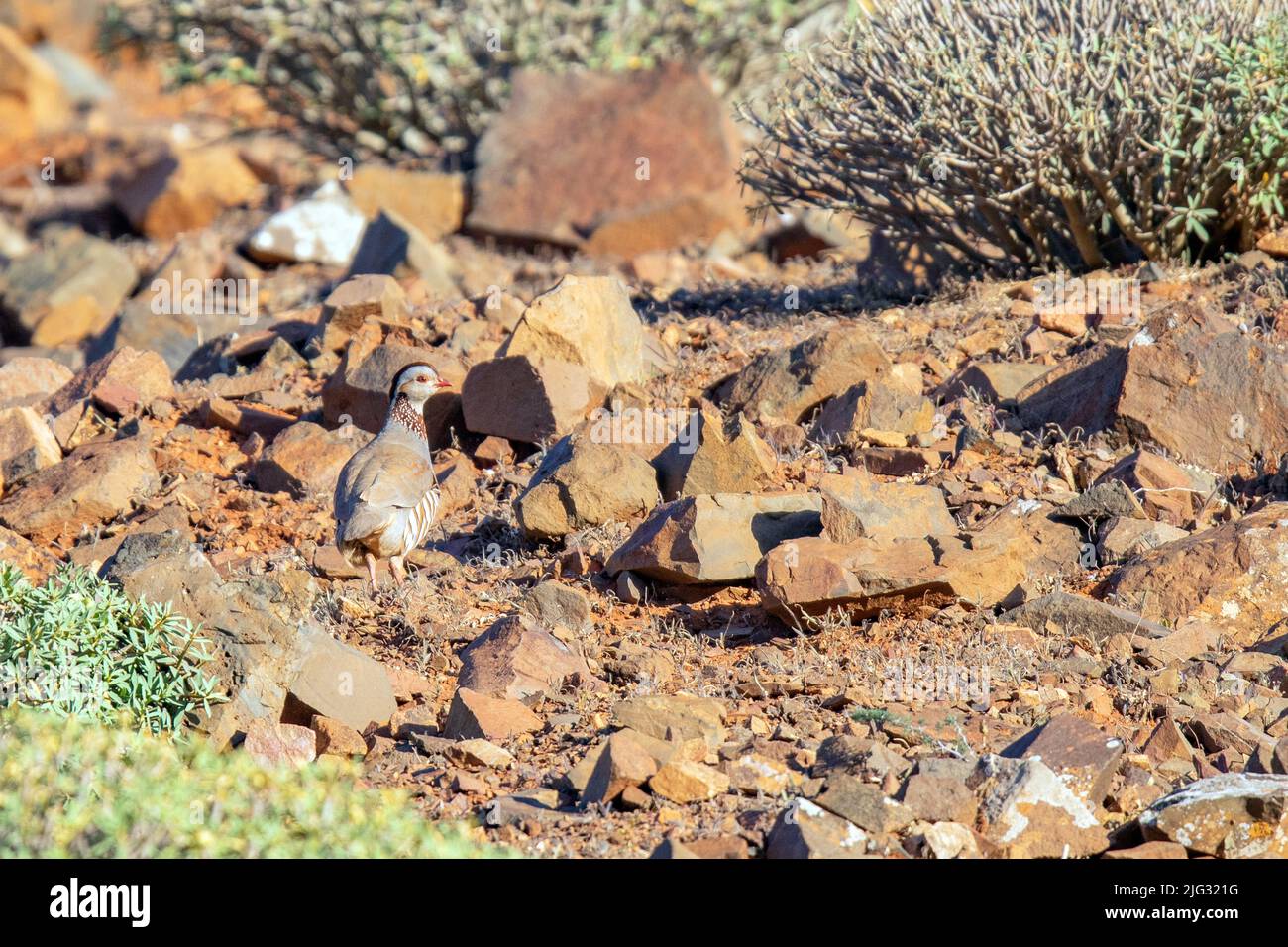 barbary partridge (Alectoris barbara), in stony terrain, Canary Islands ...