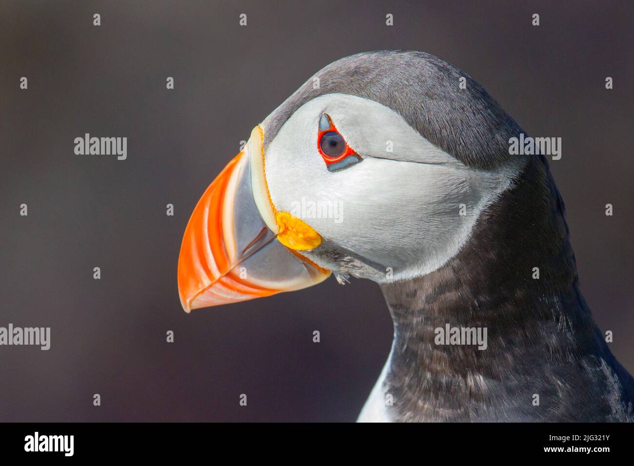 Atlantic puffin, Common puffin (Fratercula arctica), portrait, Norway ...
