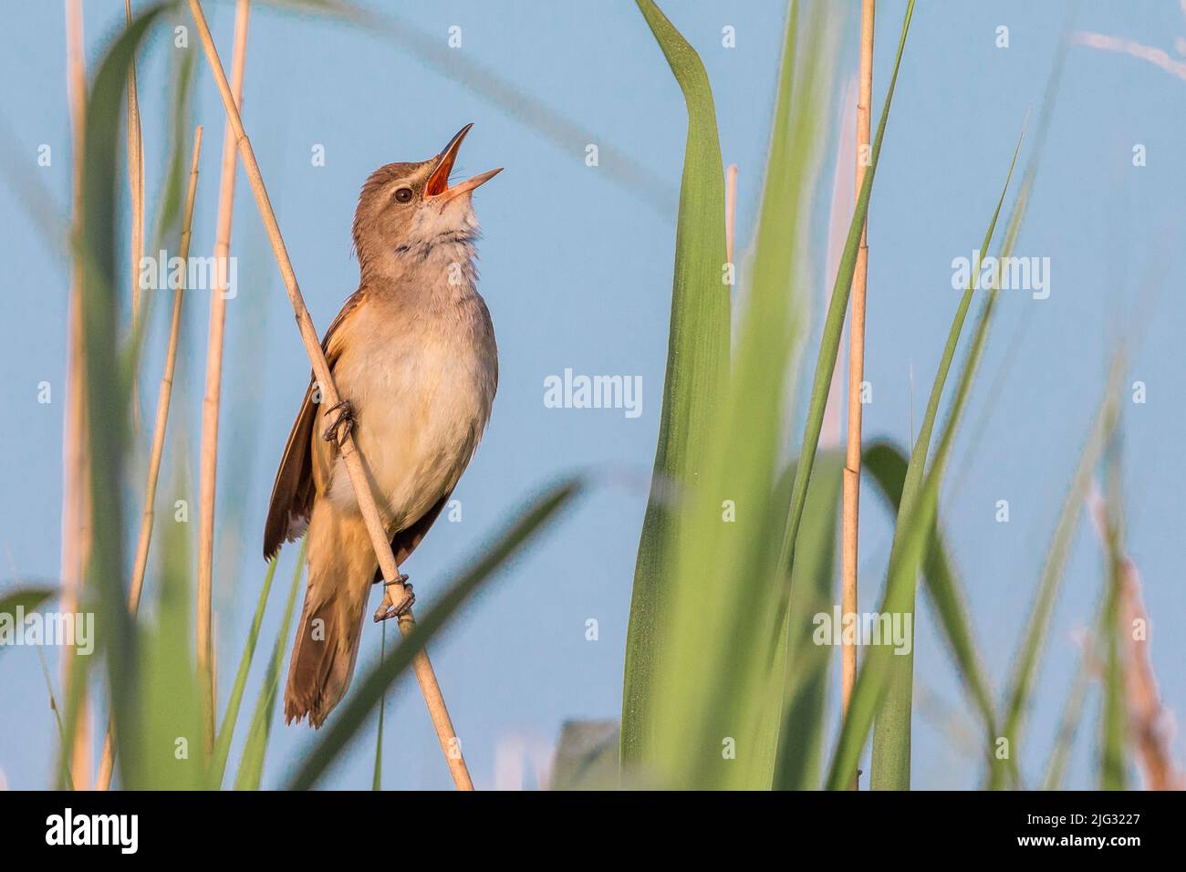 great reed warbler (Acrocephalus arundinaceus), singing male in reed ...