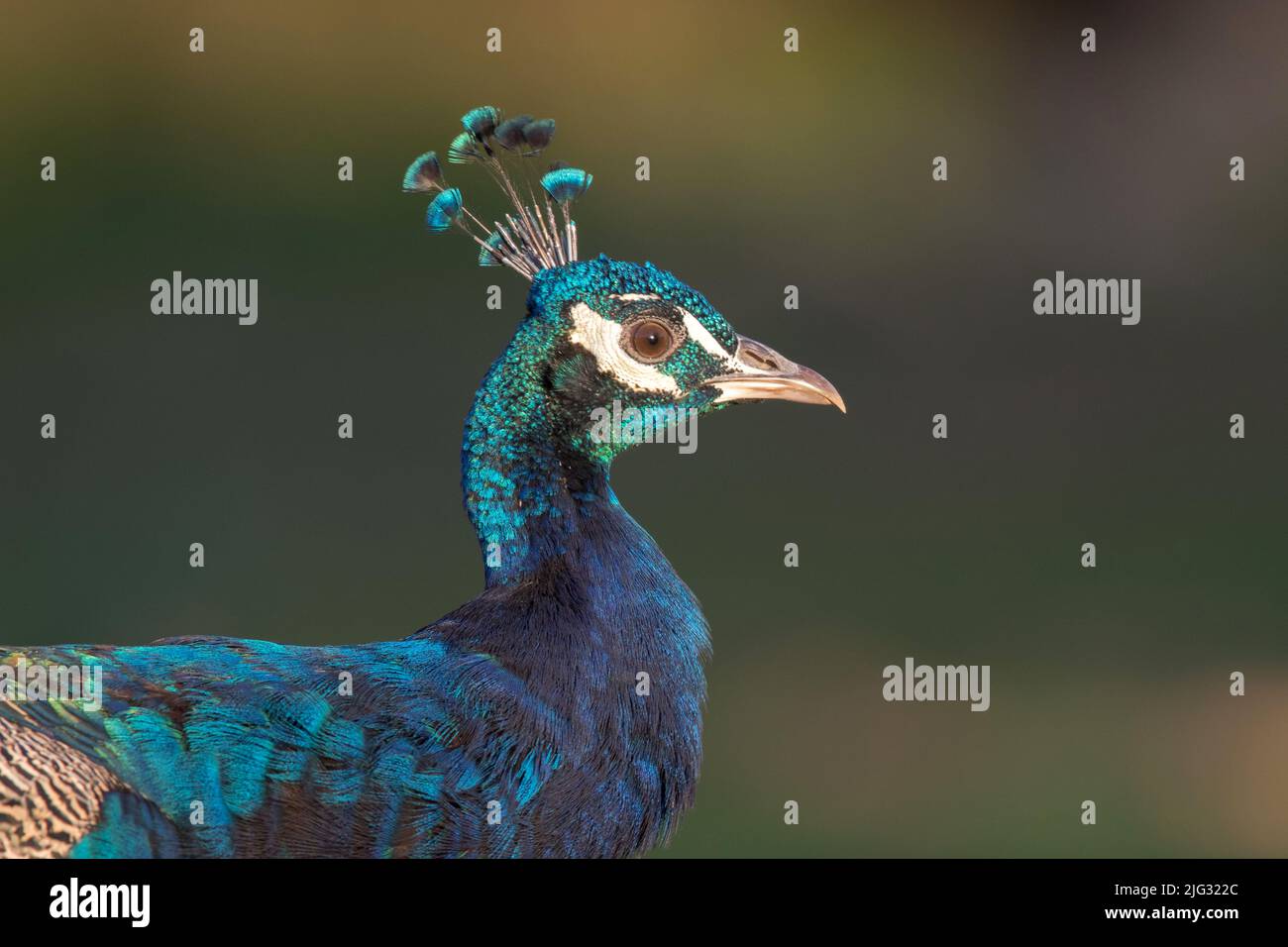 Common peafowl, Indian peafowl, blue peafowl (Pavo cristatus), male ...