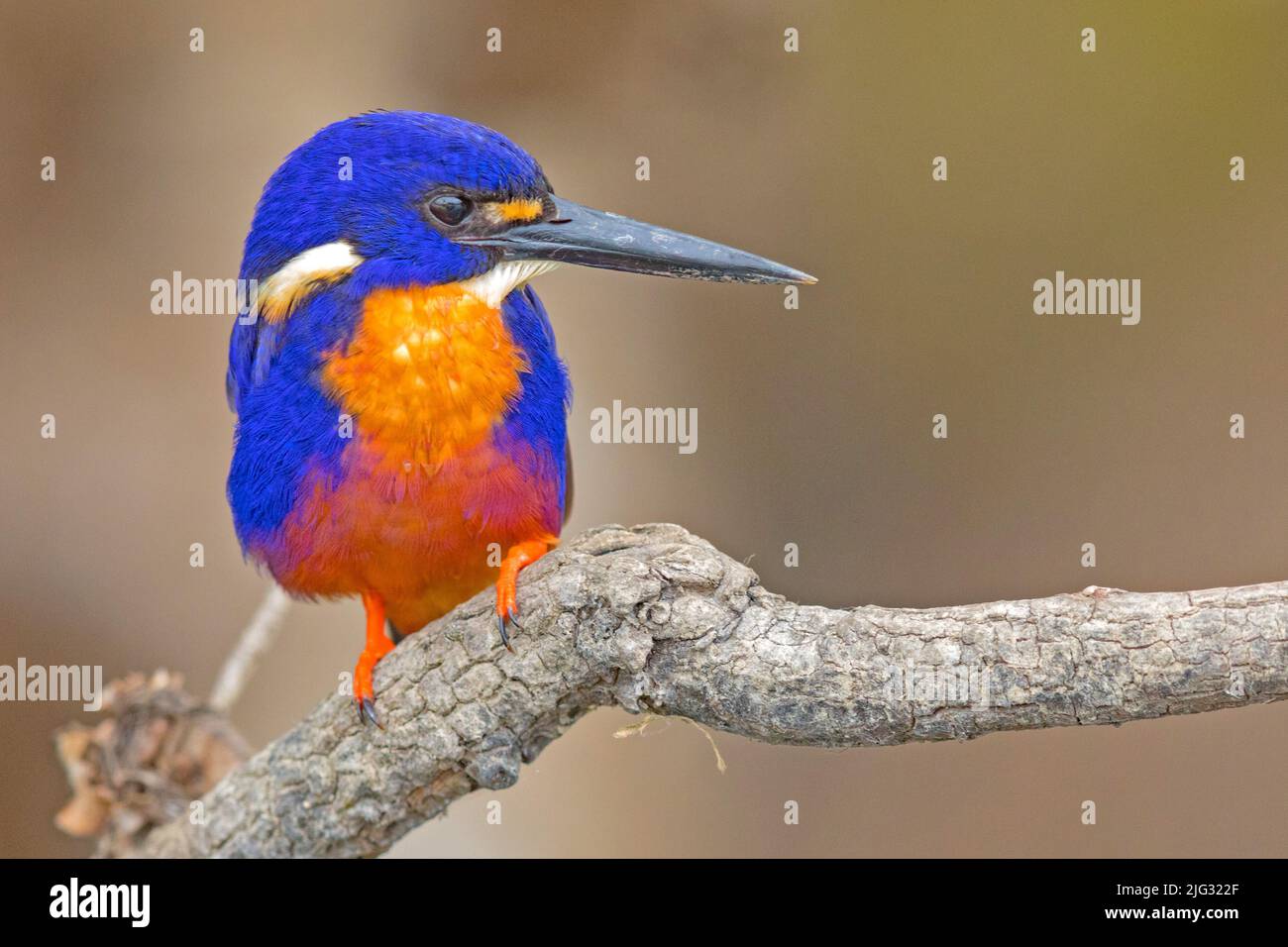 Azure Kingfisher (Ceyx azureus, Alcedo azurea, Alcedo azureus), male ...