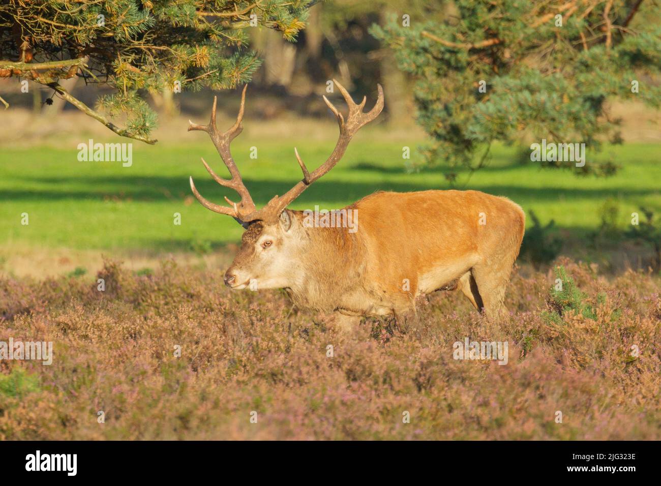 red deer (Cervus elaphus), red deer stag standing in a heathland, side ...