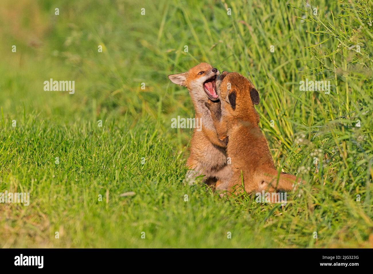red fox (Vulpes vulpes), two fox pups romping in a meadow, Germany ...