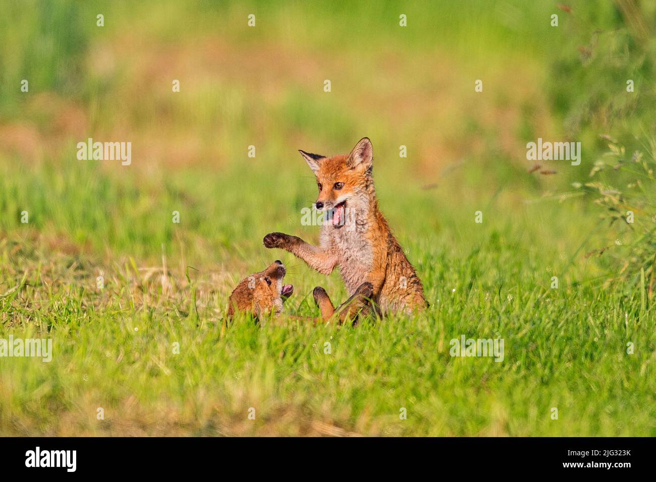 red fox (Vulpes vulpes), two fox pups romping in a meadow, Germany ...