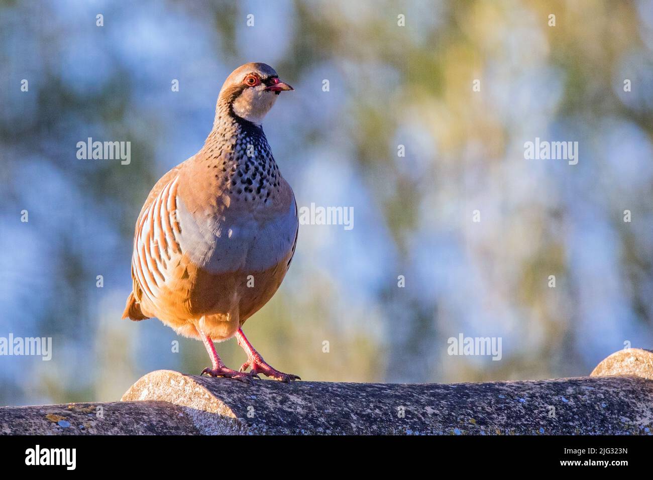 Red legged partridges mallorca hi-res stock photography and images - Alamy