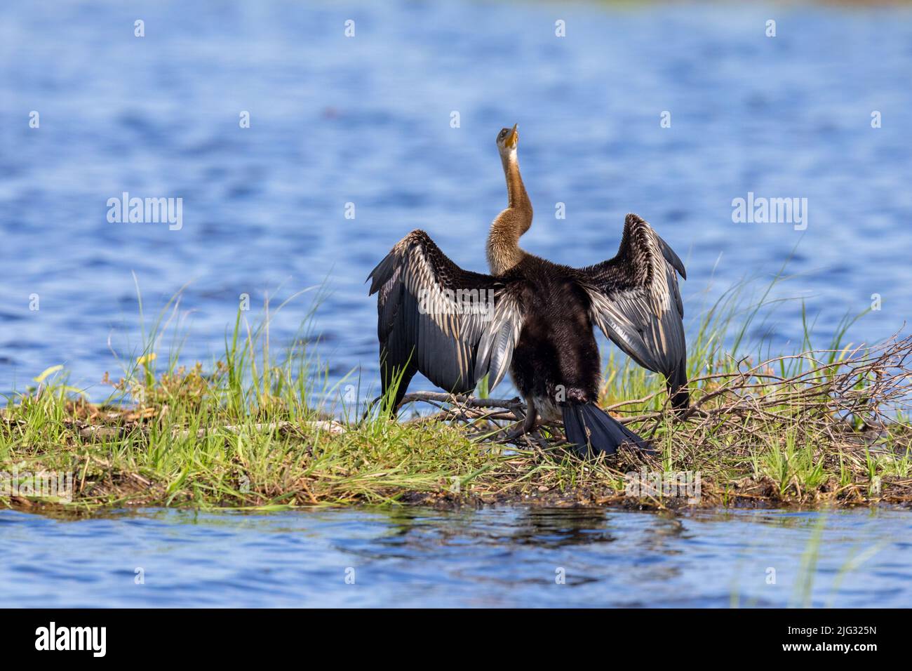 Australian darter (Anhinga novaehollandiae), perched on a small island ...
