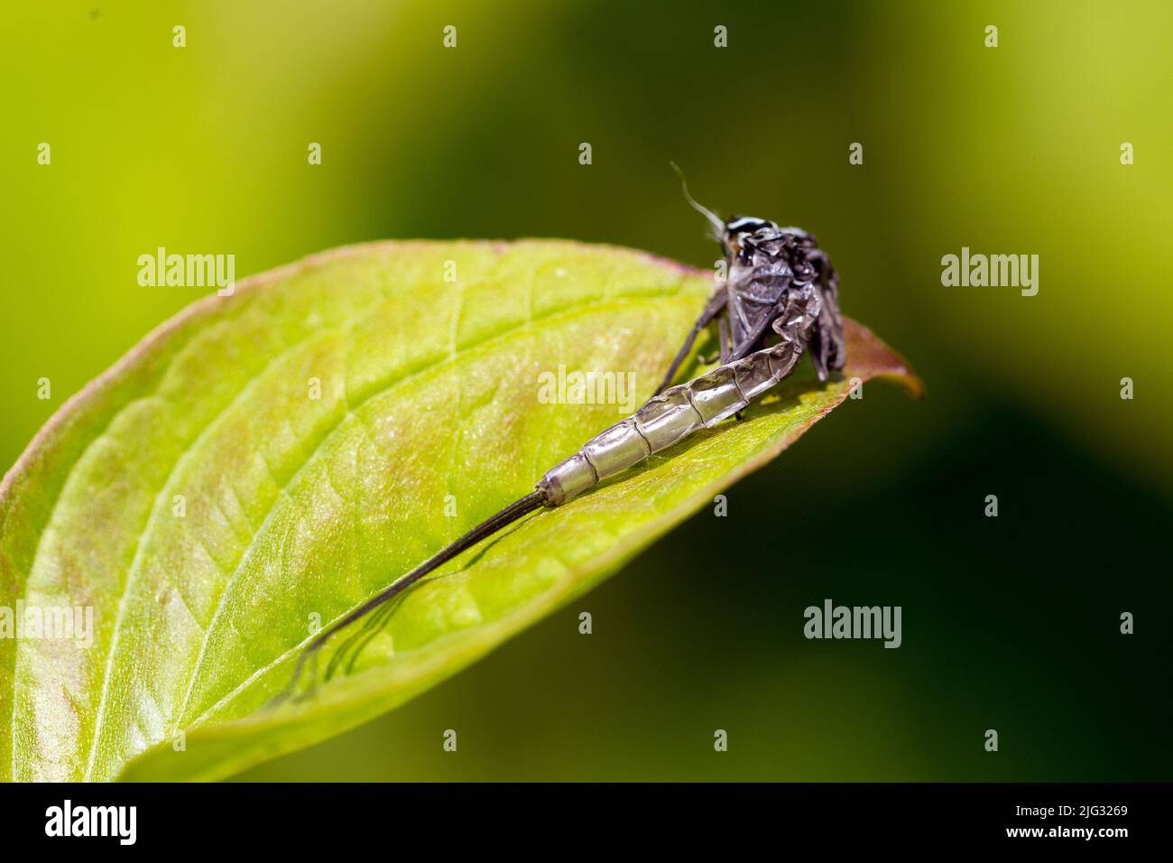 Green drake, Green drake mayfly (Ephemera danica), dead green drake on ...