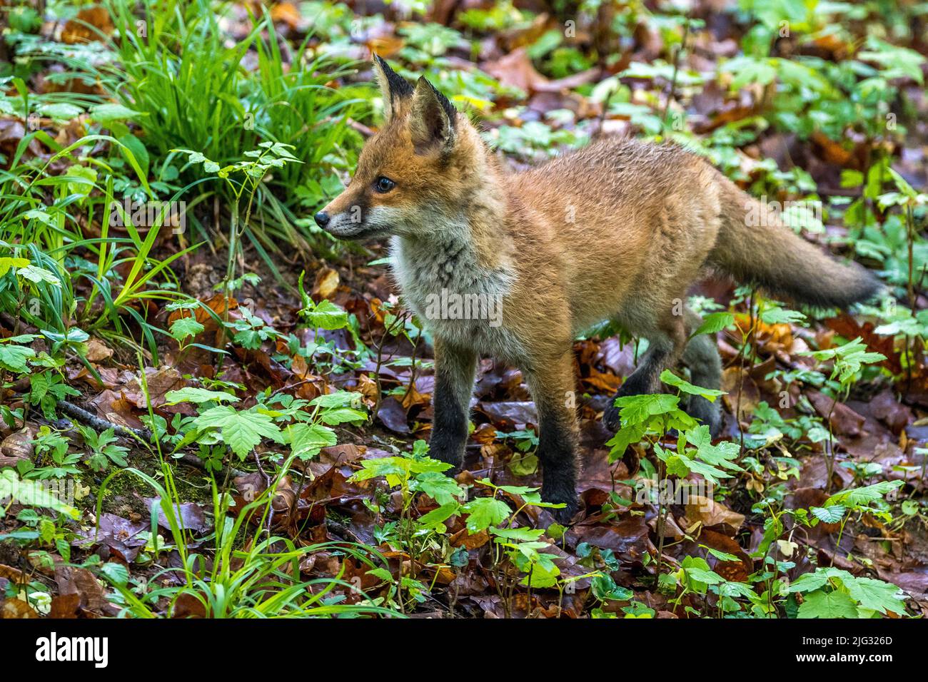 red fox (Vulpes vulpes), fox cub standing on forest ground, side view ...