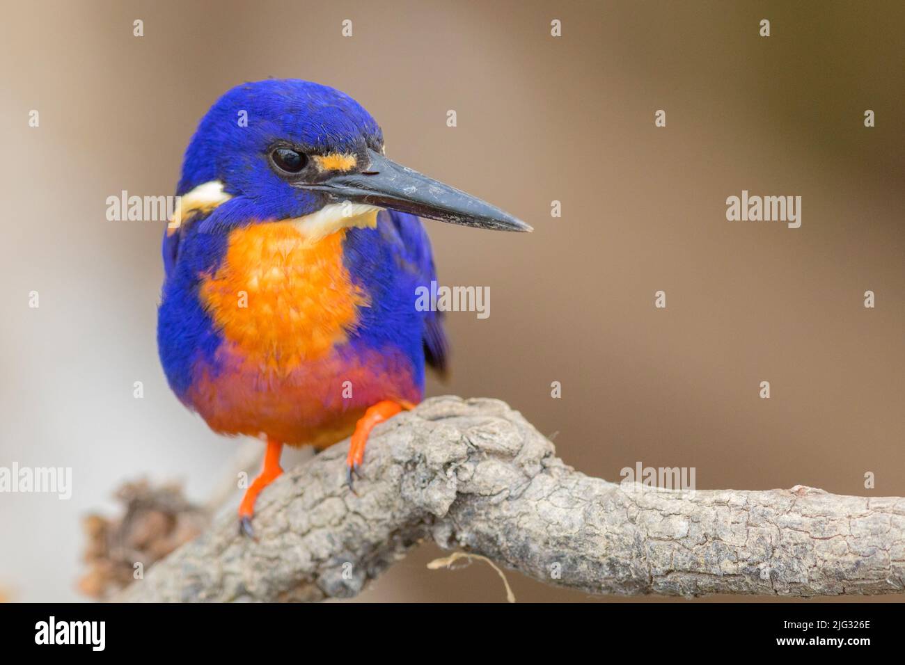 Azure Kingfisher (Ceyx azureus, Alcedo azurea, Alcedo azureus), male ...