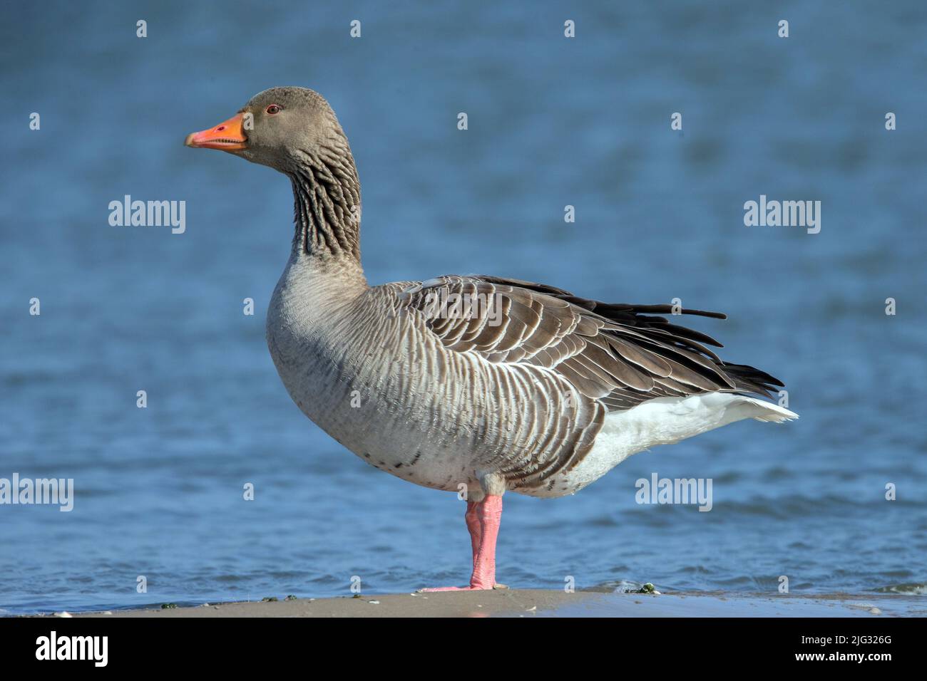 greylag goose (Anser anser), standing at the shore, side view, Germany ...