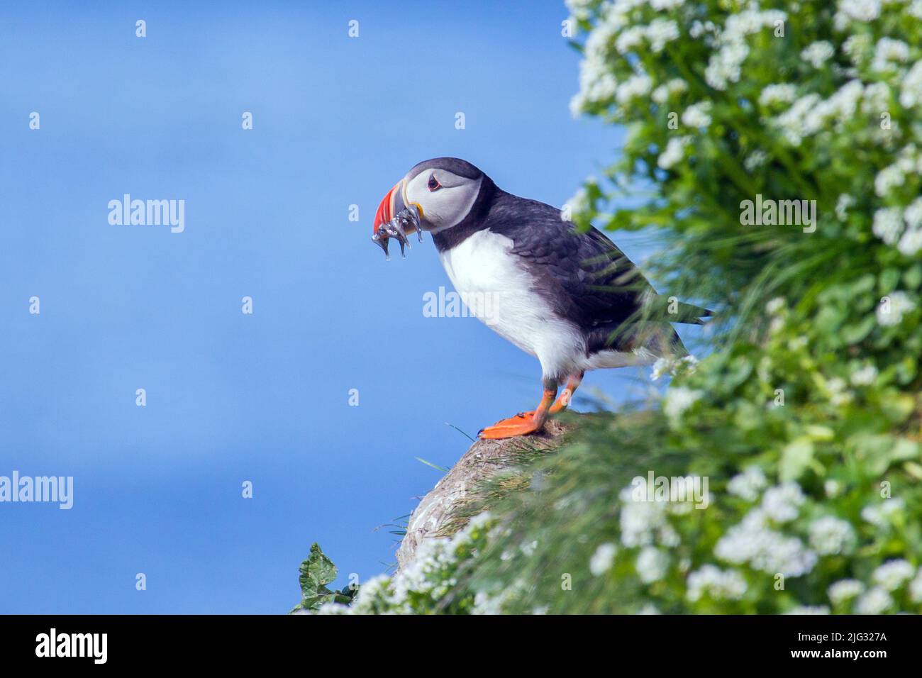 Atlantic puffin, Common puffin (Fratercula arctica), on a cliff with ...