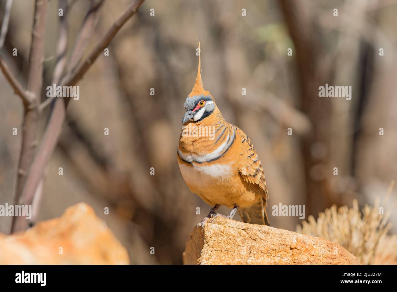 white-bellied plumed pigeon (Geophaps plumifera), perched on a stone ...