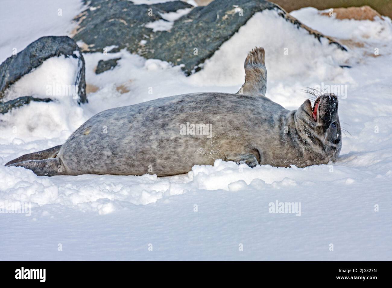 gray seal (Halichoerus grypus), young animal lying in supine position ...