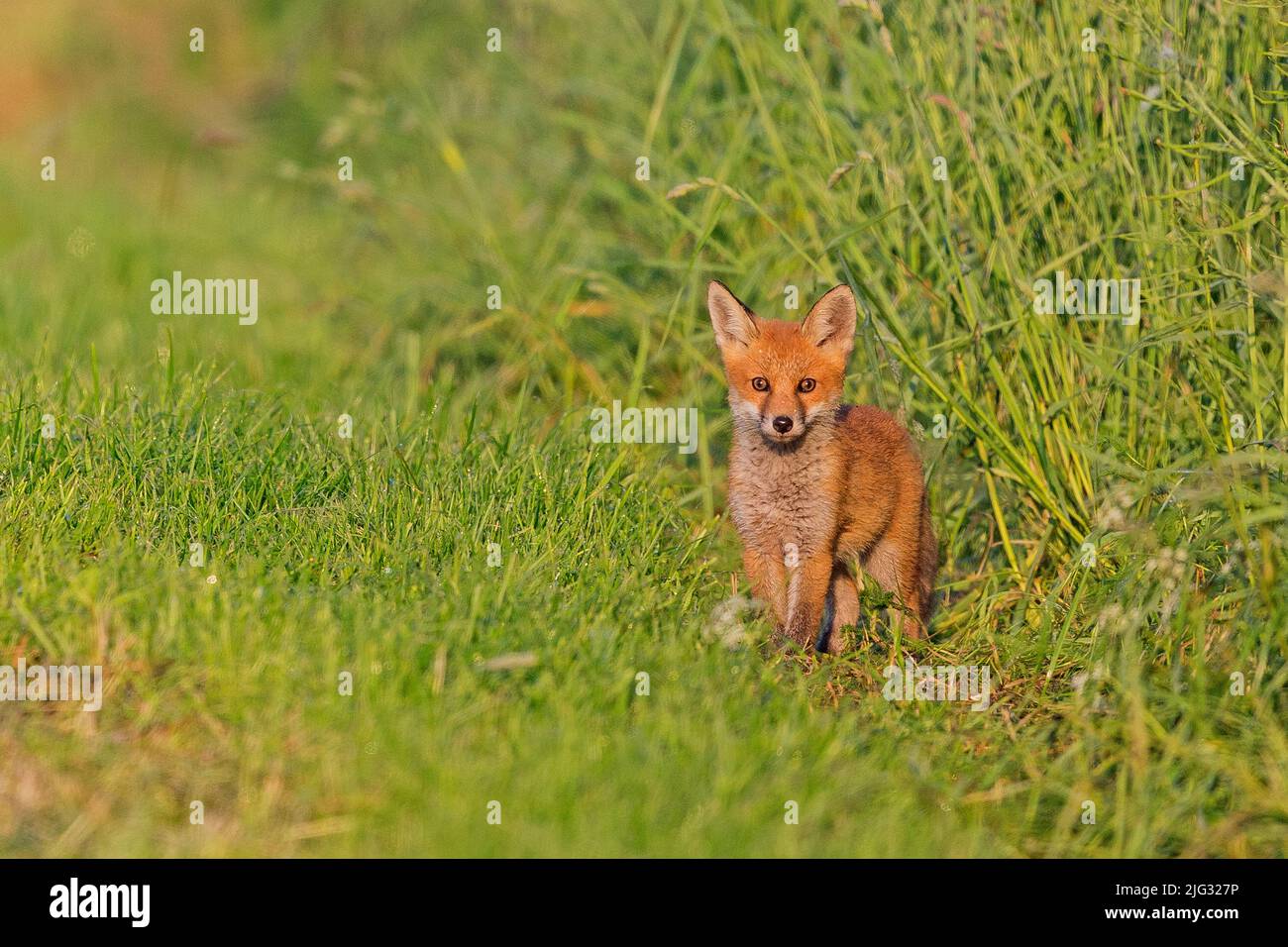 red fox (Vulpes vulpes), fox pup standing in a meadow, front view, Germany Stock Photo - Alamy